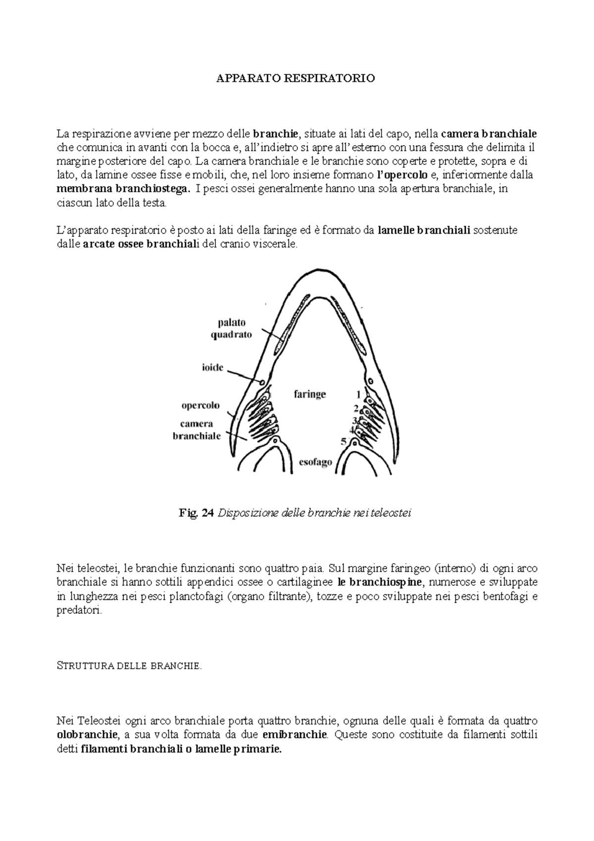 Apparato Respiratorio - APPARATO RESPIRATORIO La respirazione avviene ...