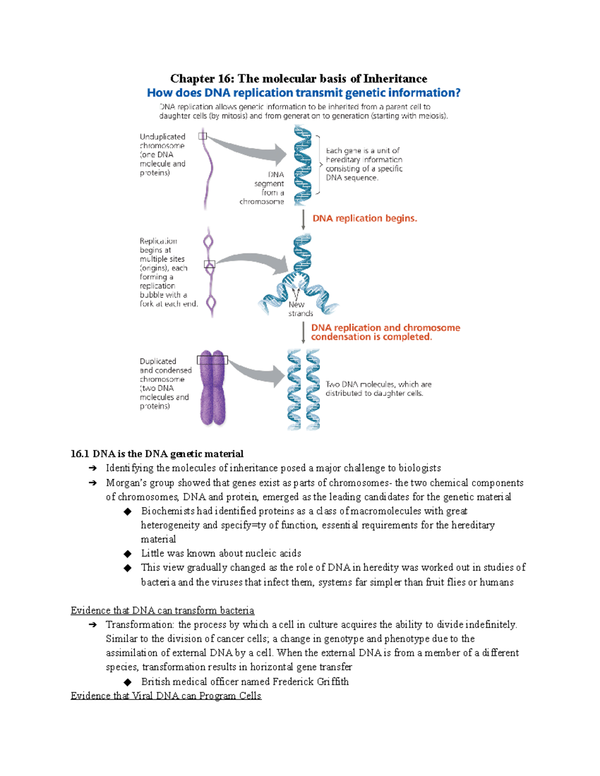 Chapter 16 The molecular basis of Inheritance - Chapter 16: The molecular basis of Inheritance ...