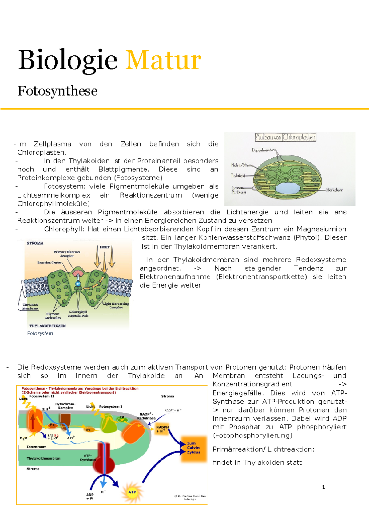 Bio Matur Fotosynthese - Biologie Matur Fotosynthese Im Zellplasma von ...