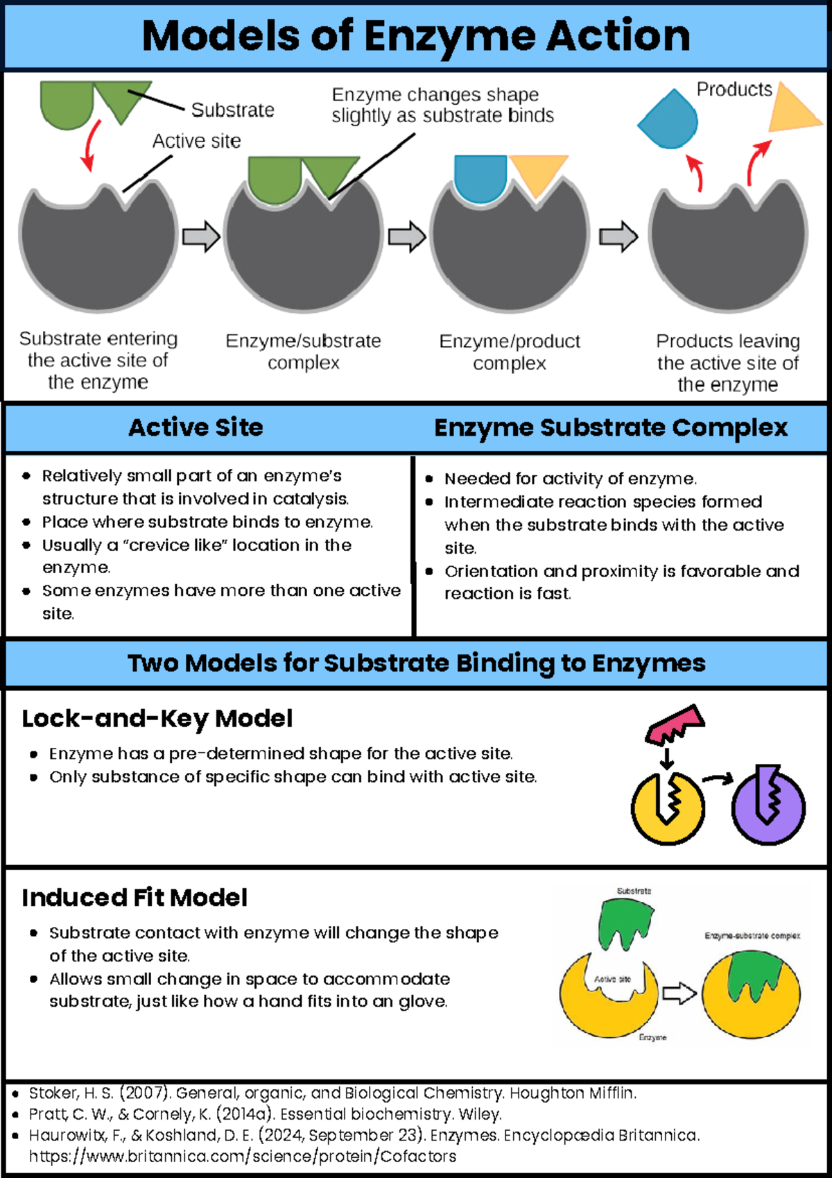 Models Of Enzyme Structure Relatively Small Part Of An Enzymes Structure That Is Involved In