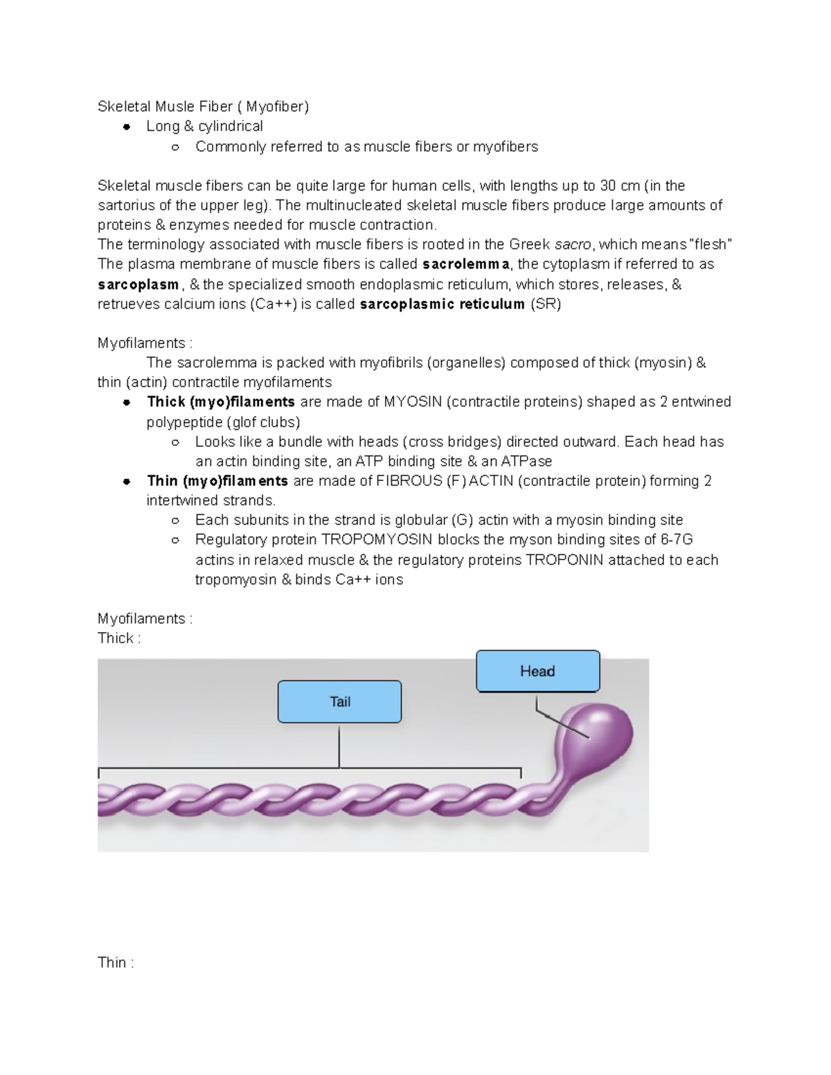 Microscopic Anatomy of Skeletal Muscle - Skeletal Musle Fiber ...