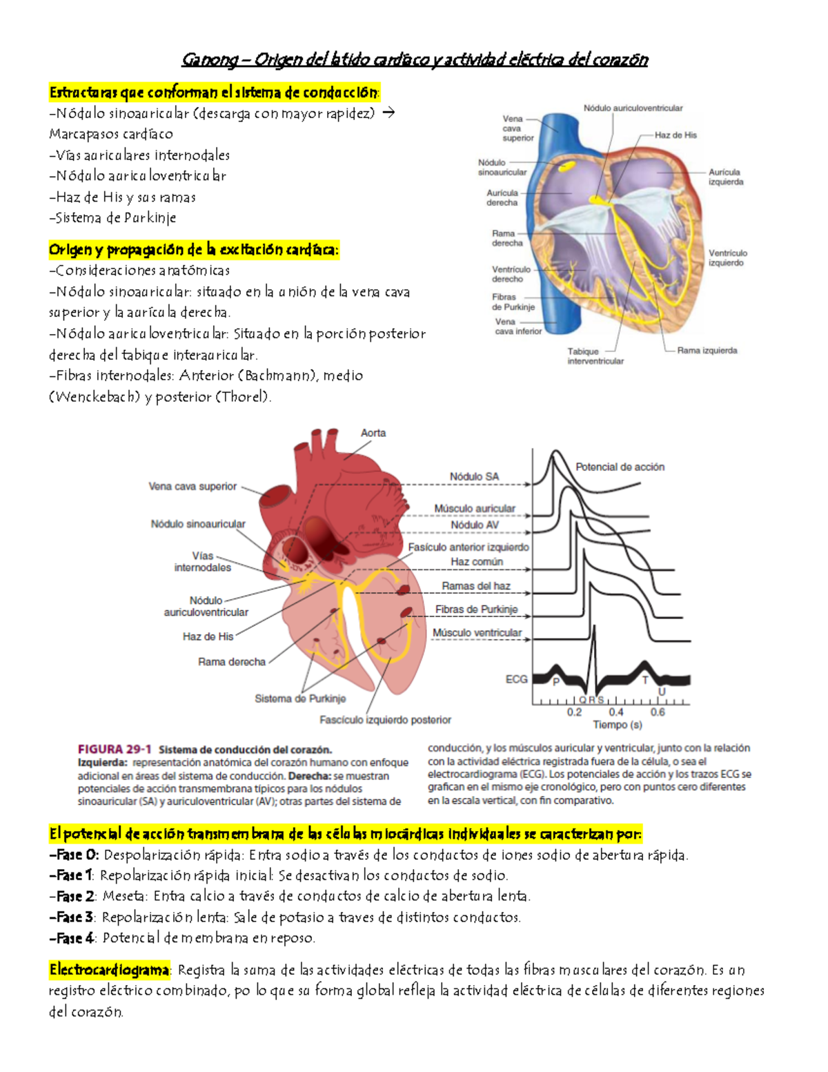 Resumen unidad cv - Ganong 3 Origen del latido cardíaco y actividad ...