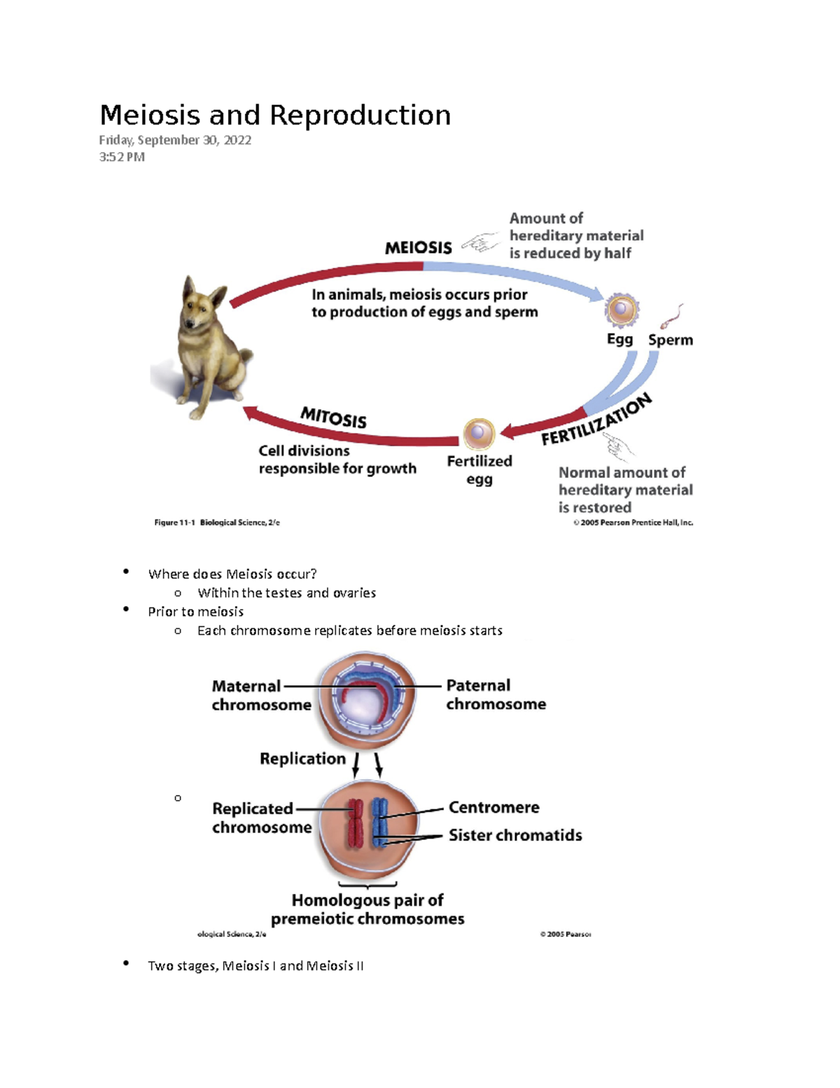 Meiosis and Reproduction - Meiosis and Reproduction Friday, September ...