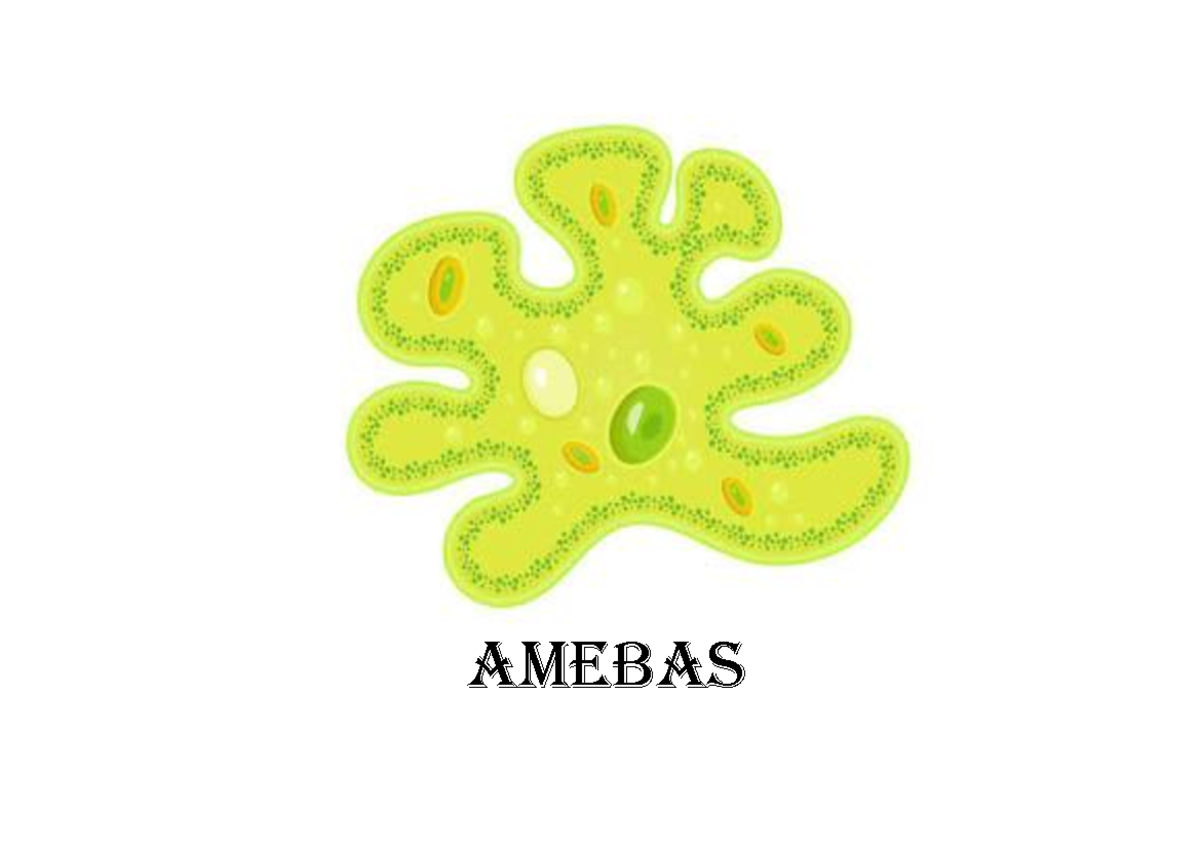 Biología trabajo - AmebAs Reproducción: La reproducción asexual se ...