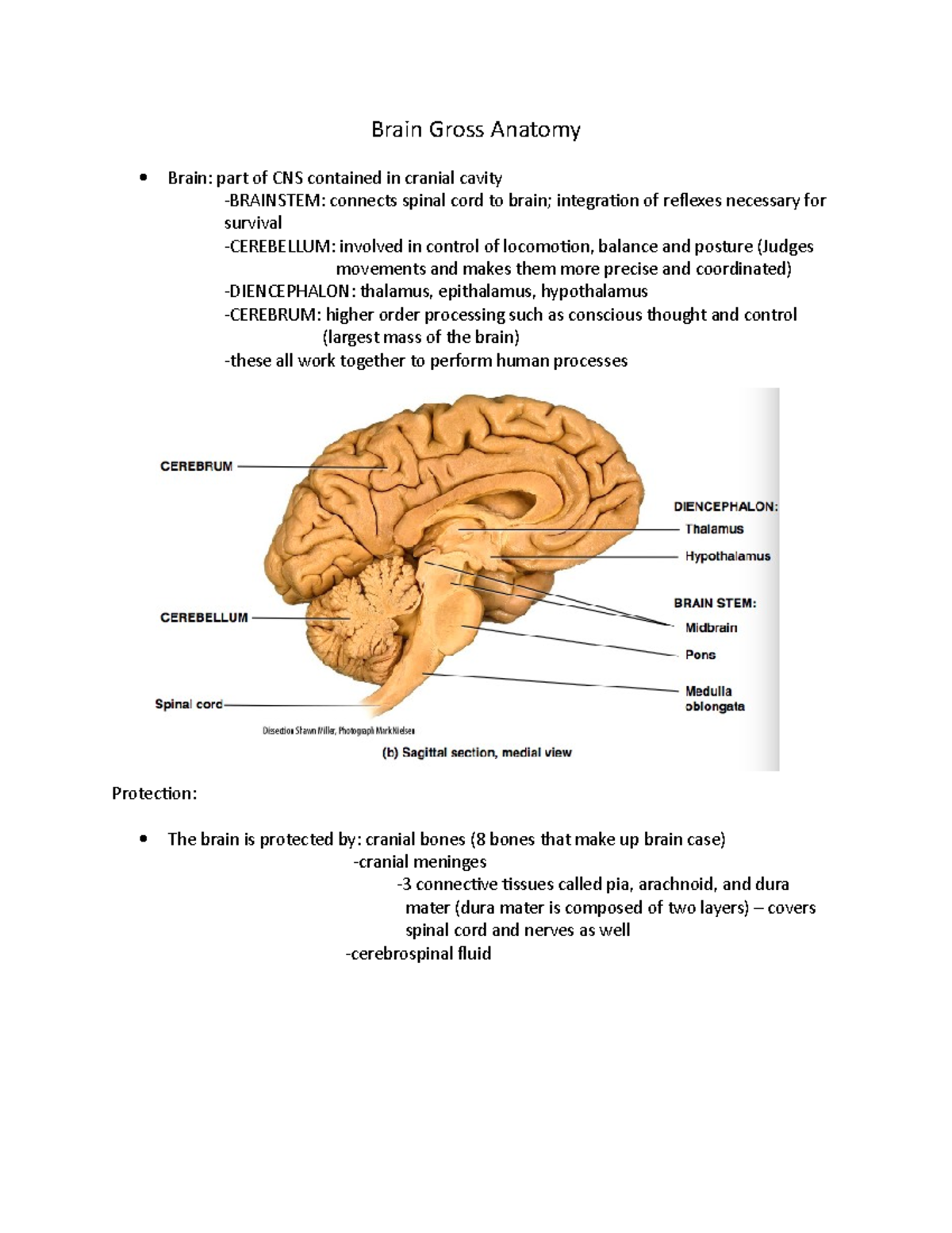 Brain Gross Anatomy - Krista howarth - Brain Gross Anatomy Brain: part ...