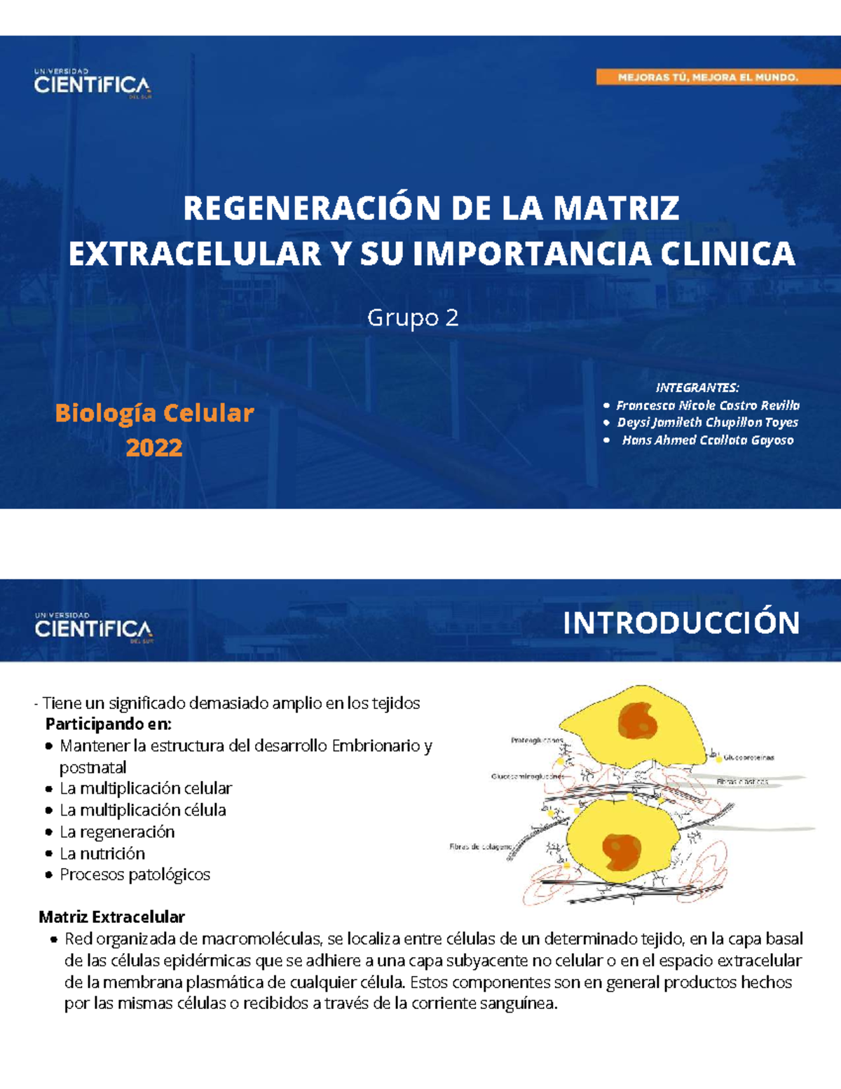 Regeneracion de la matriz extracelular y su importancia clinica - REGENERACIÓN DE LA MATRIZ ...
