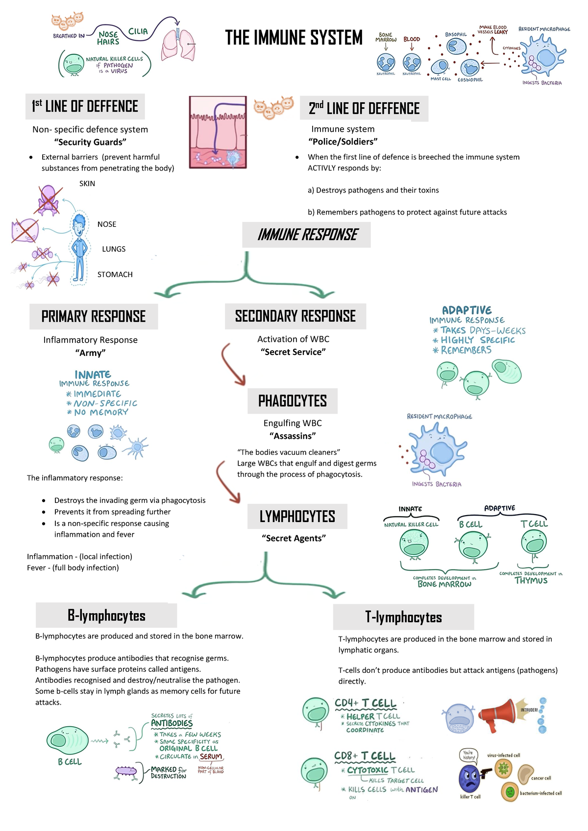 THE Immune System A3 Summary - THE IMMUNE SYSTEM 1 st LINE OF DEFFENCE ...