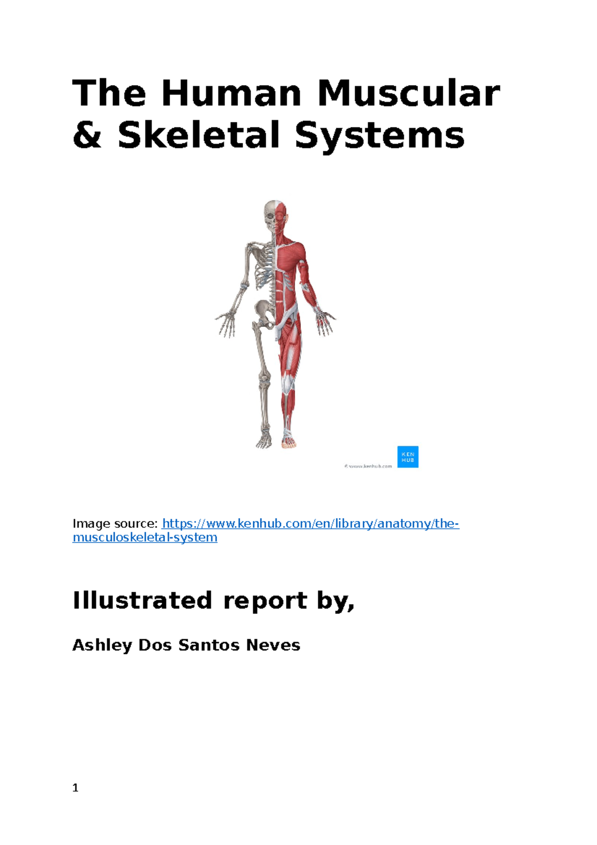 The Human Muscular & Skeletal system - The Human Muscular & Skeletal ...