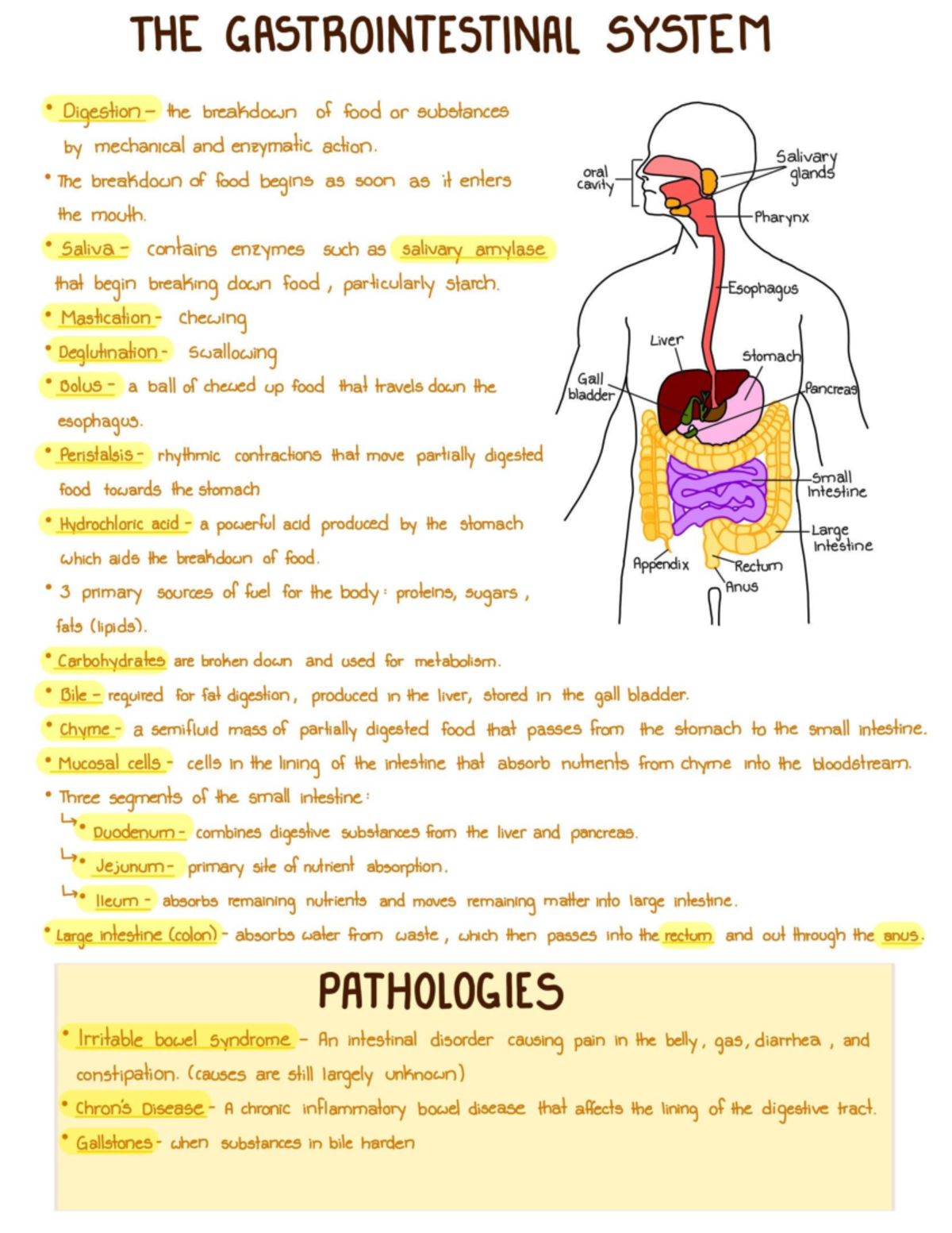 The Gastrointestinal System - Human Anatomy - Studocu