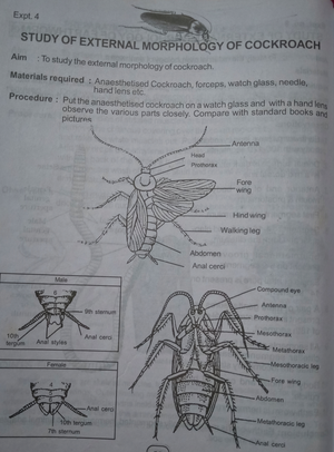 Digestive system of Cockroach - Biology - Studocu
