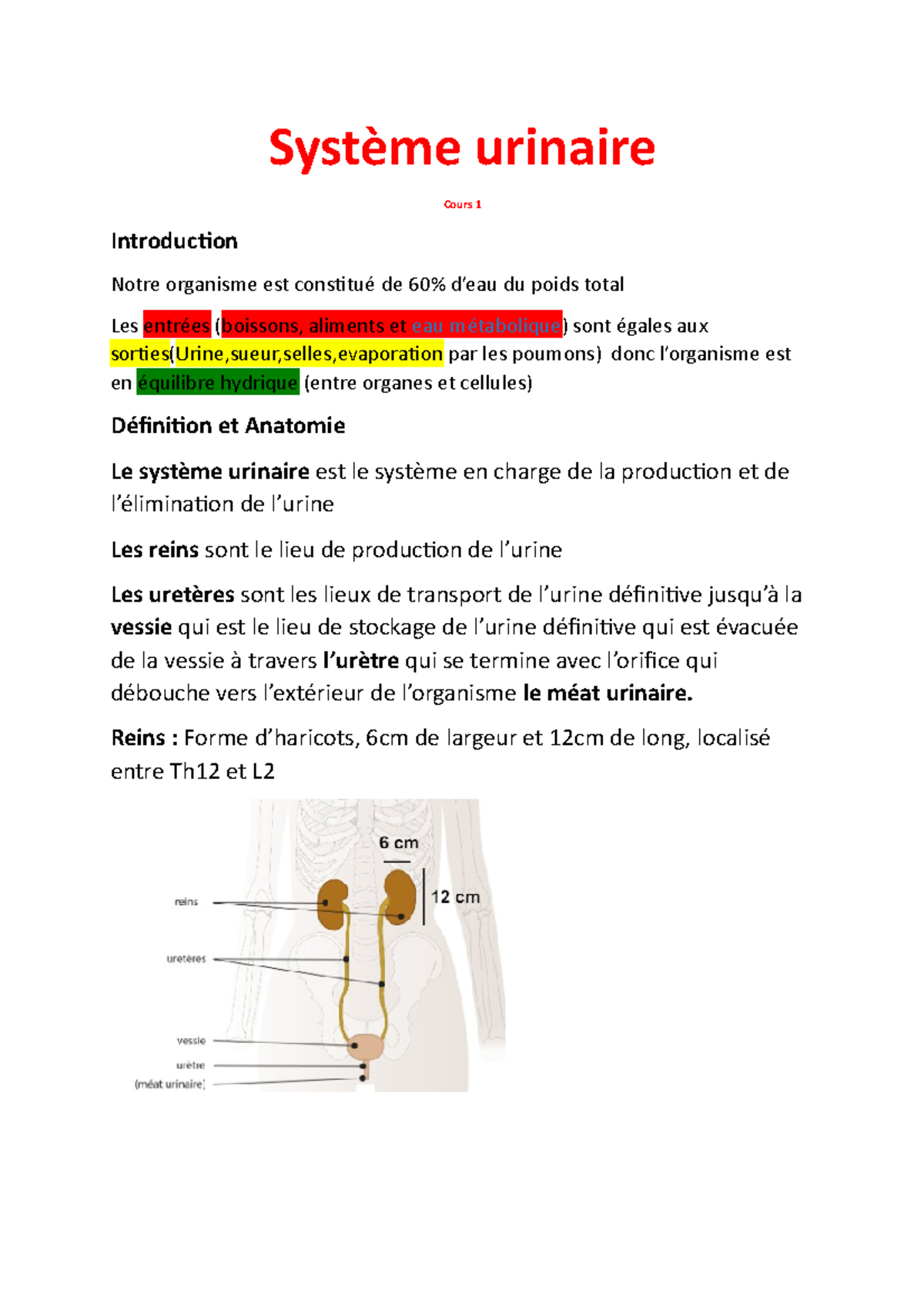 Systeme urinaire notes - Système urinaire Cours 1 Introduction Notre ...