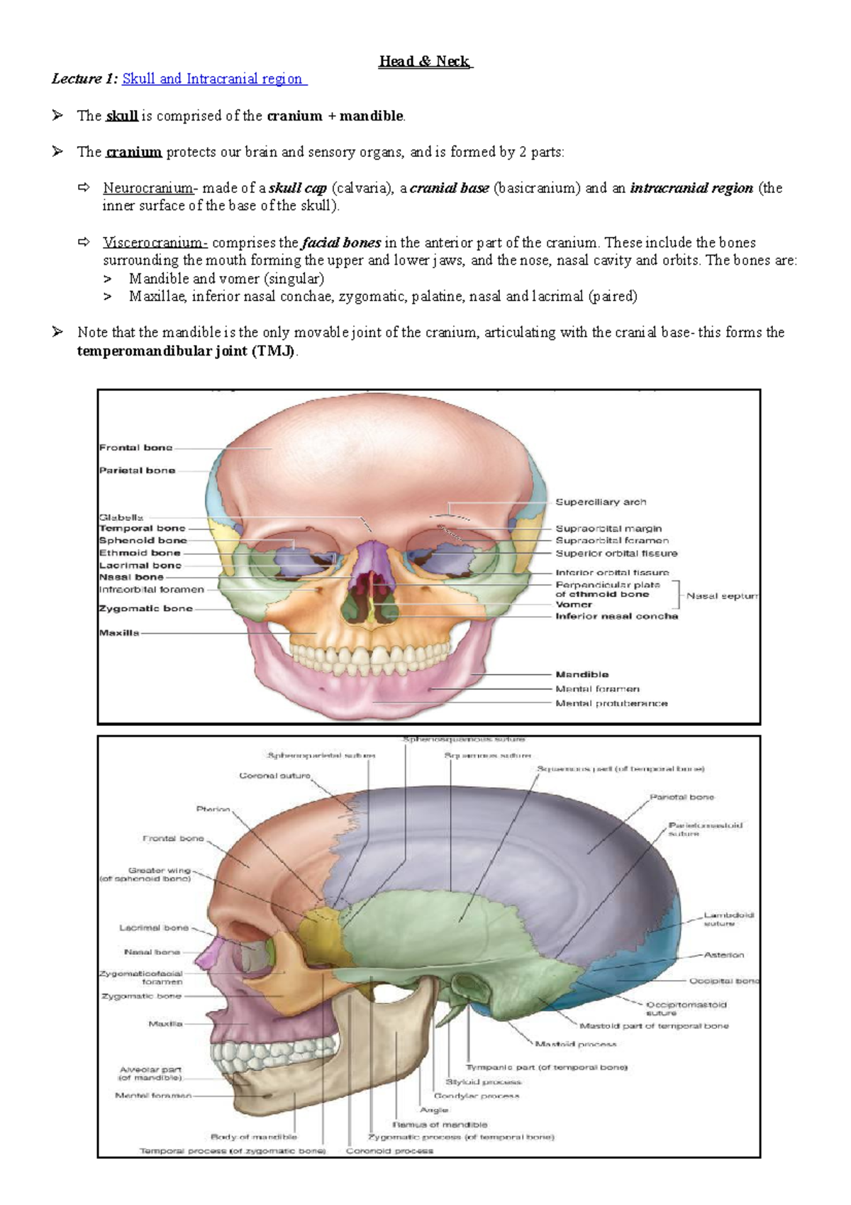 Lec 1- Skull & Intracranial region - Head & Neck Lecture 1: Skull and ...