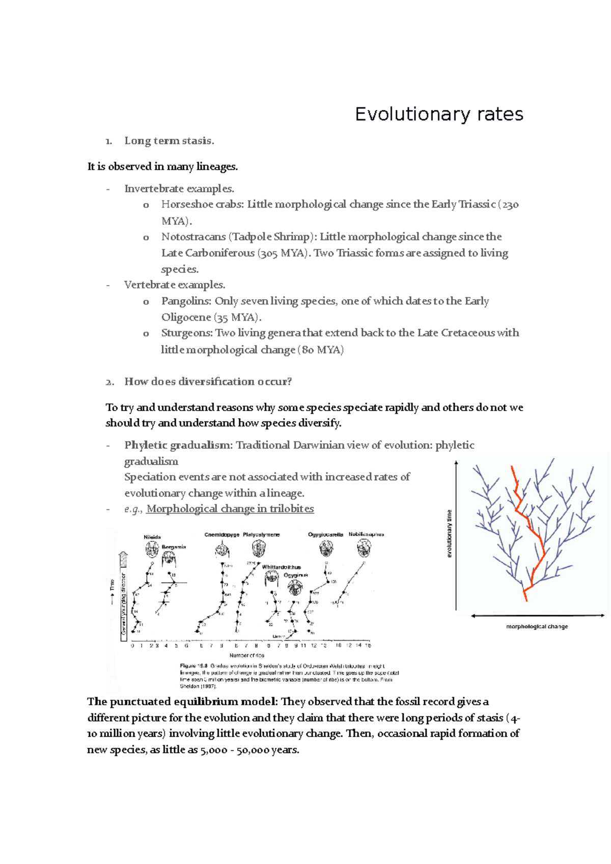 18. Evolutionary rates - Evolutionary rates Long term stasis. It is ...