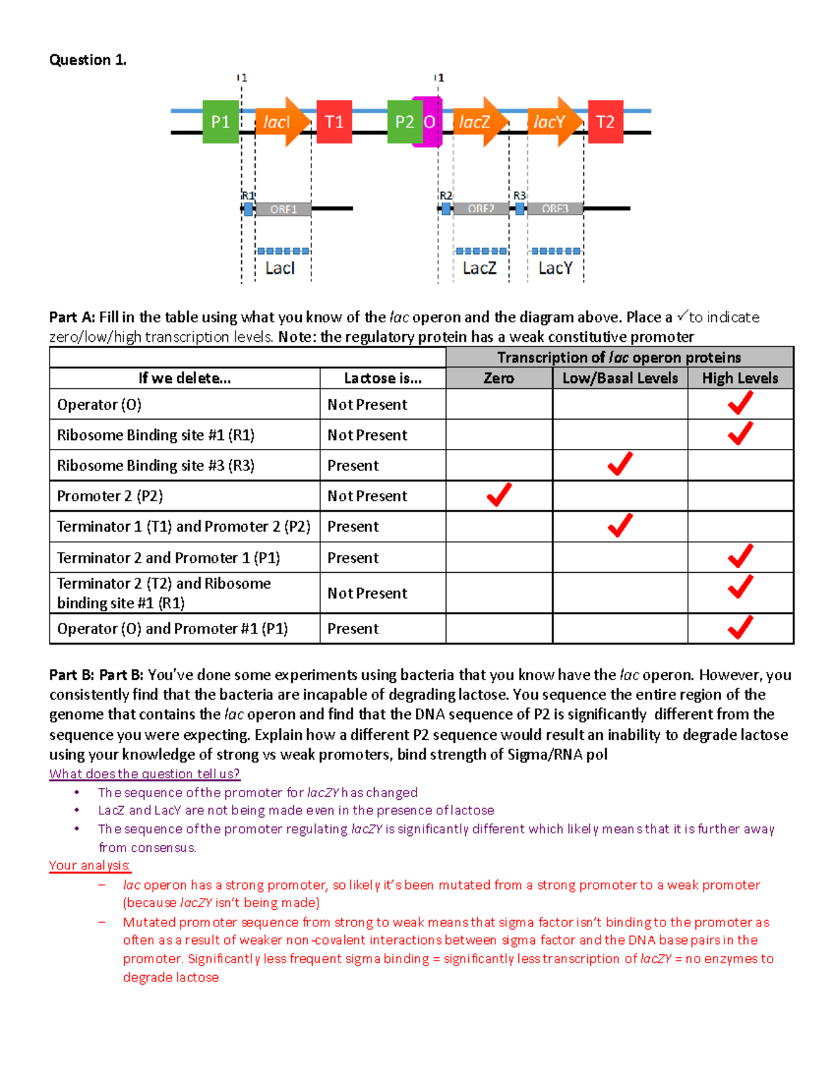 Lac Operon Practice Question Key - Question 1. Part A: Fill in the ...