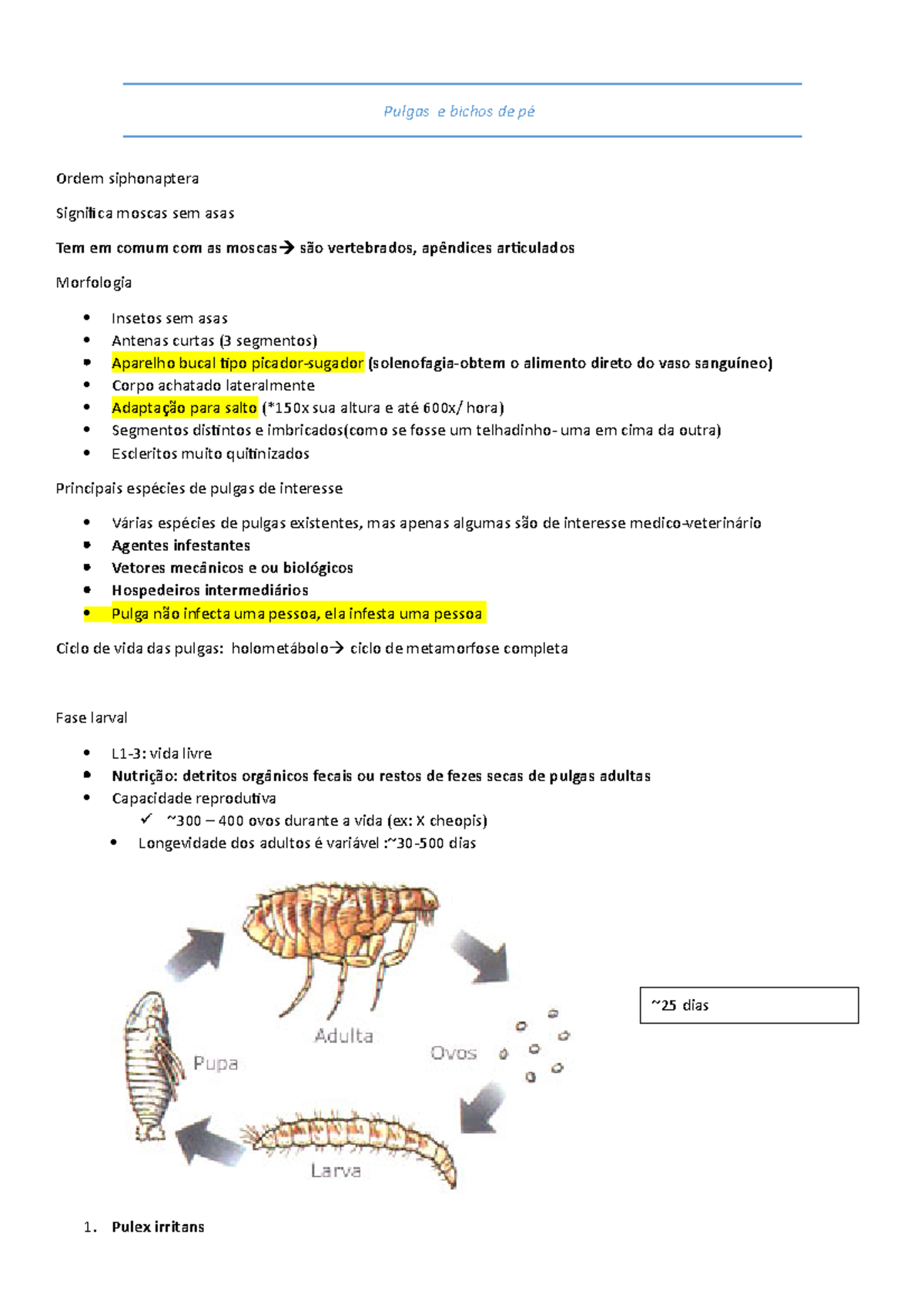 2-Pulgas e bicho e pé - Pulgas e bichos de pé Ordem siphonaptera ...