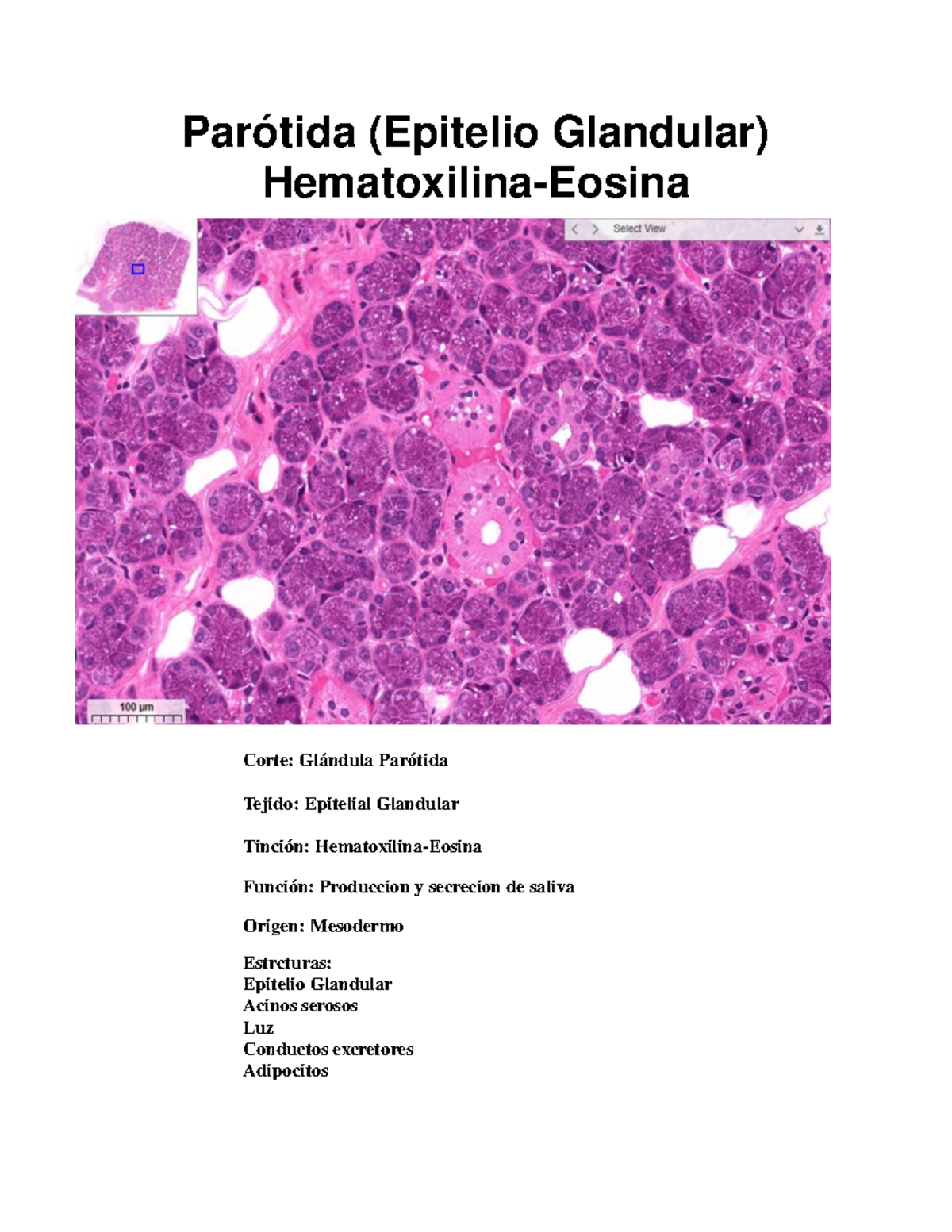 Guias histología para reconocimiento de tejidos - Parótida (Epitelio ...