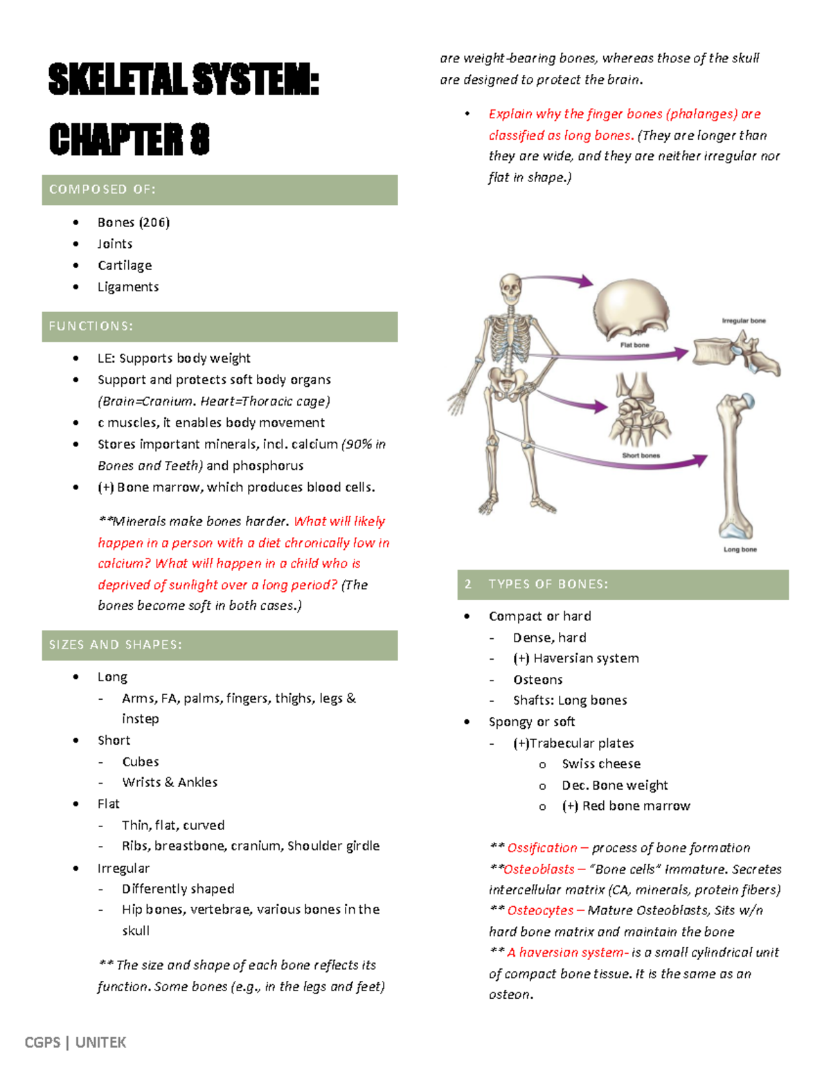 Skeletal System - notes - SKELETAL SYSTEM: CHAPTER 8 COMPOSED OF: Bones ...