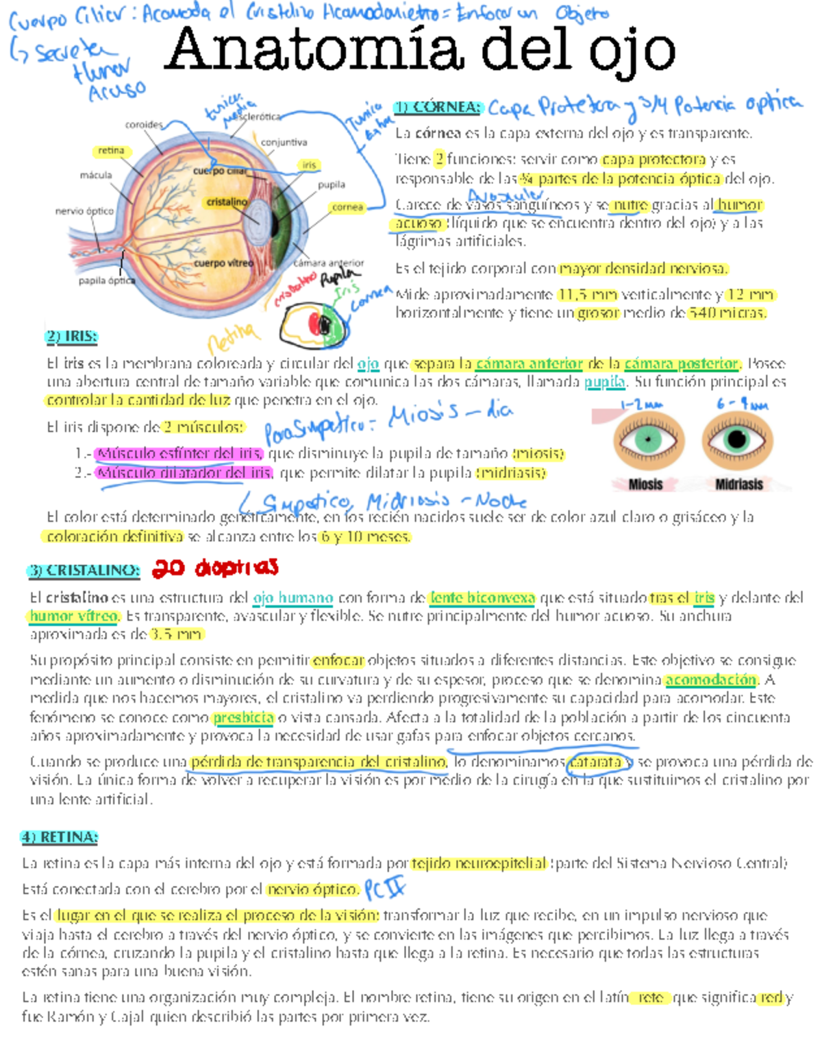 Anatomía Del Ojo Córnea
