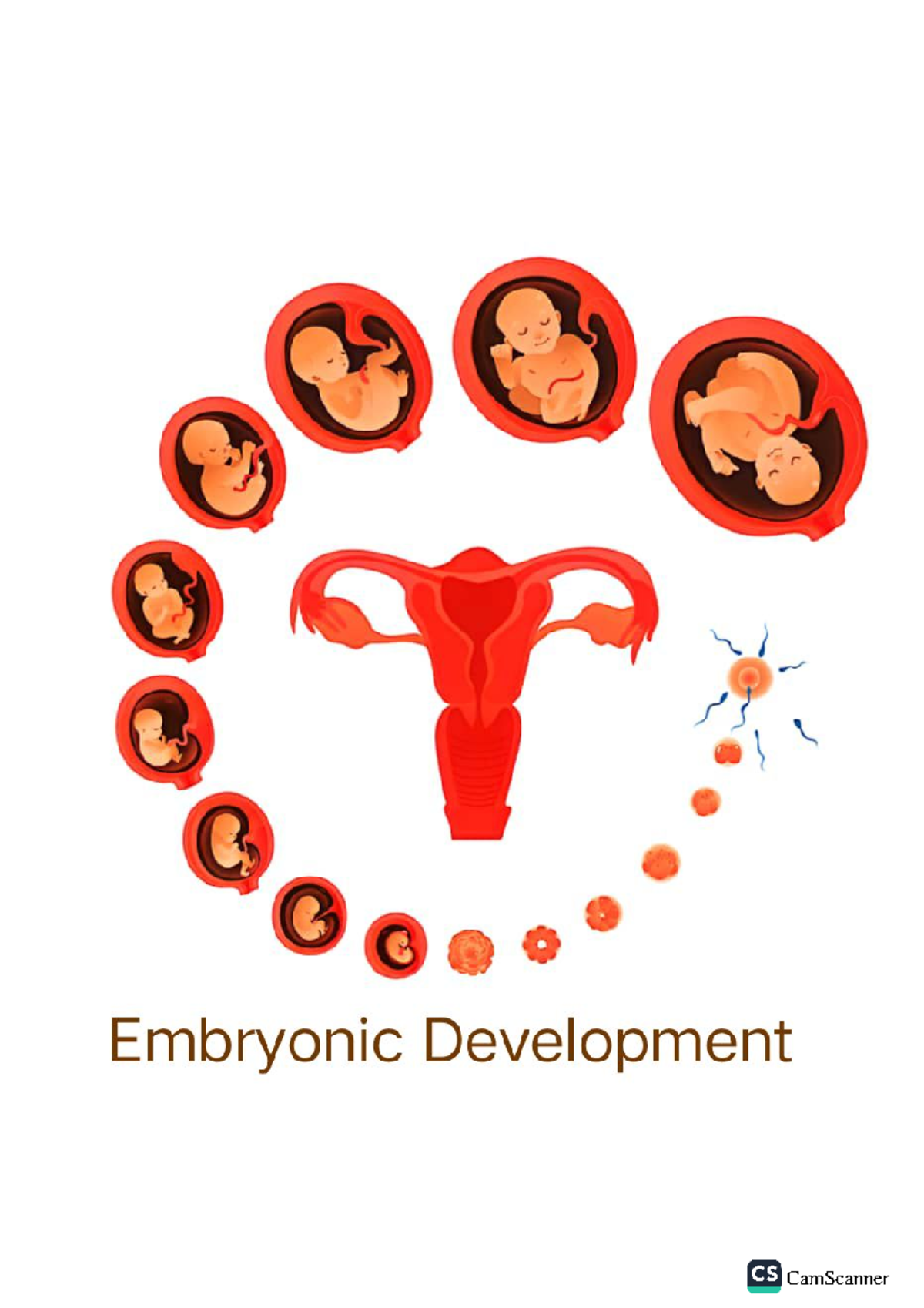 Embryonic Development: Understanding the Stages of Early Life - T ...