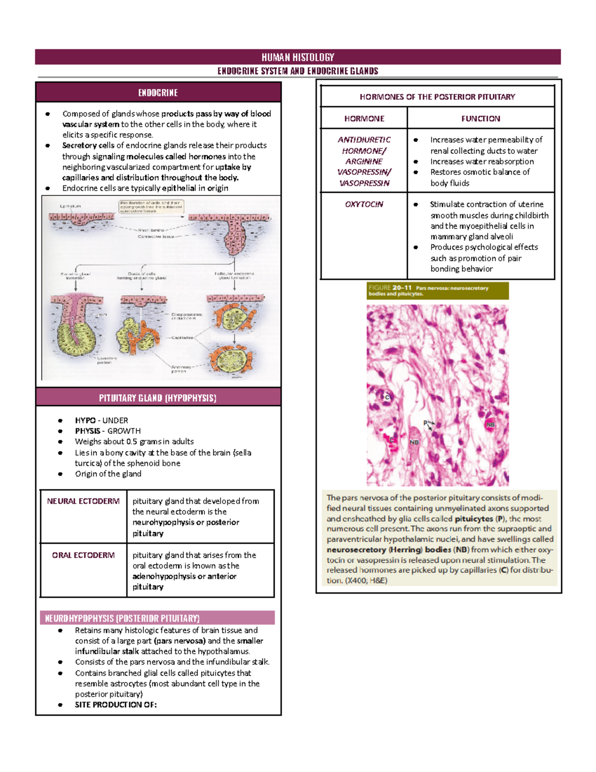 Histo- Endocrine - NEW - ENDOCRINE SYSTEM AND ENDOCRINE GLANDS ENDOCRINE Composed of glands ...