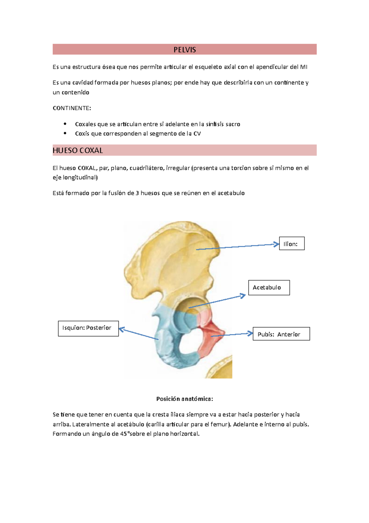 Pelvis - resumen - PELVIS Es una estructura ósea que nos permite ...