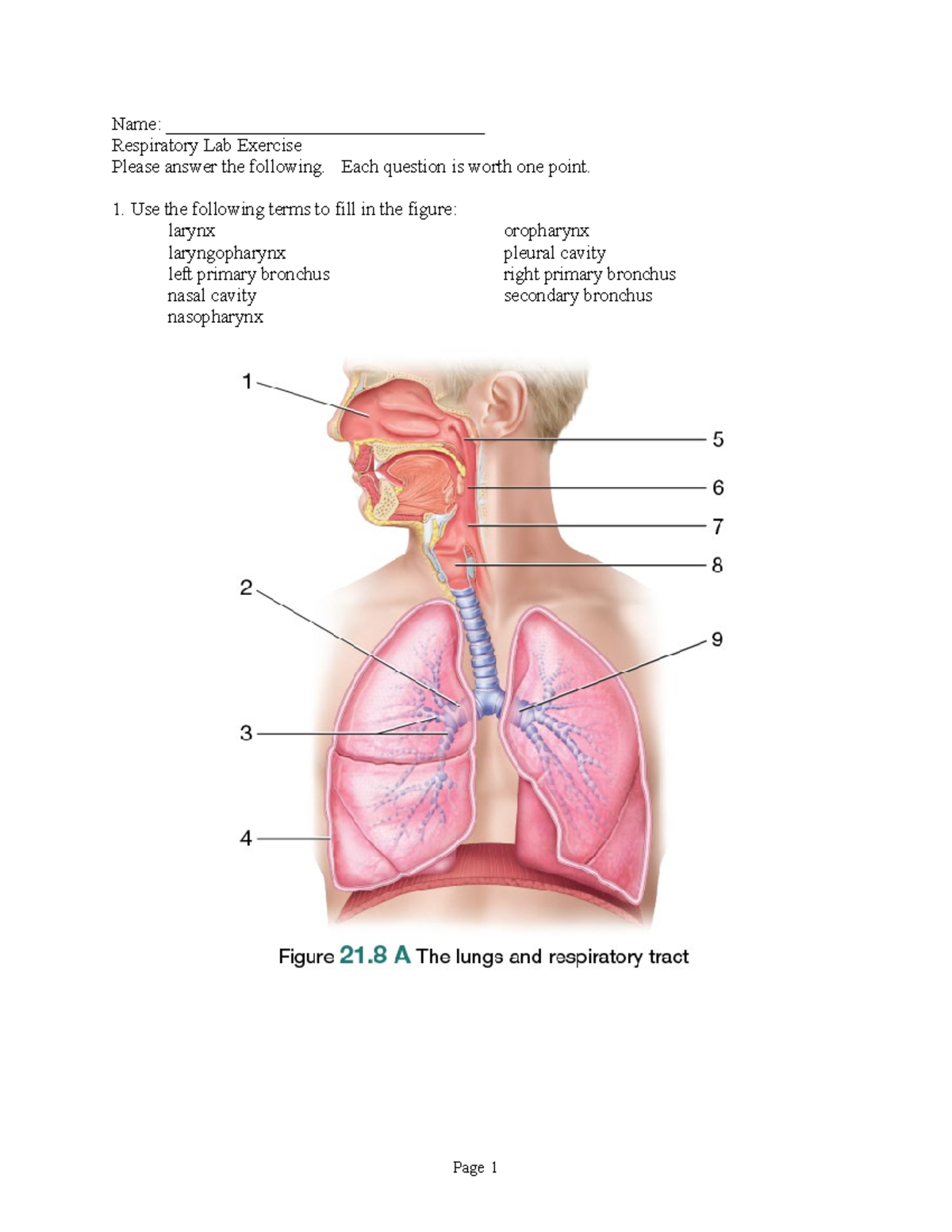 Labrespiratoryexercise - Page 1 Name ...