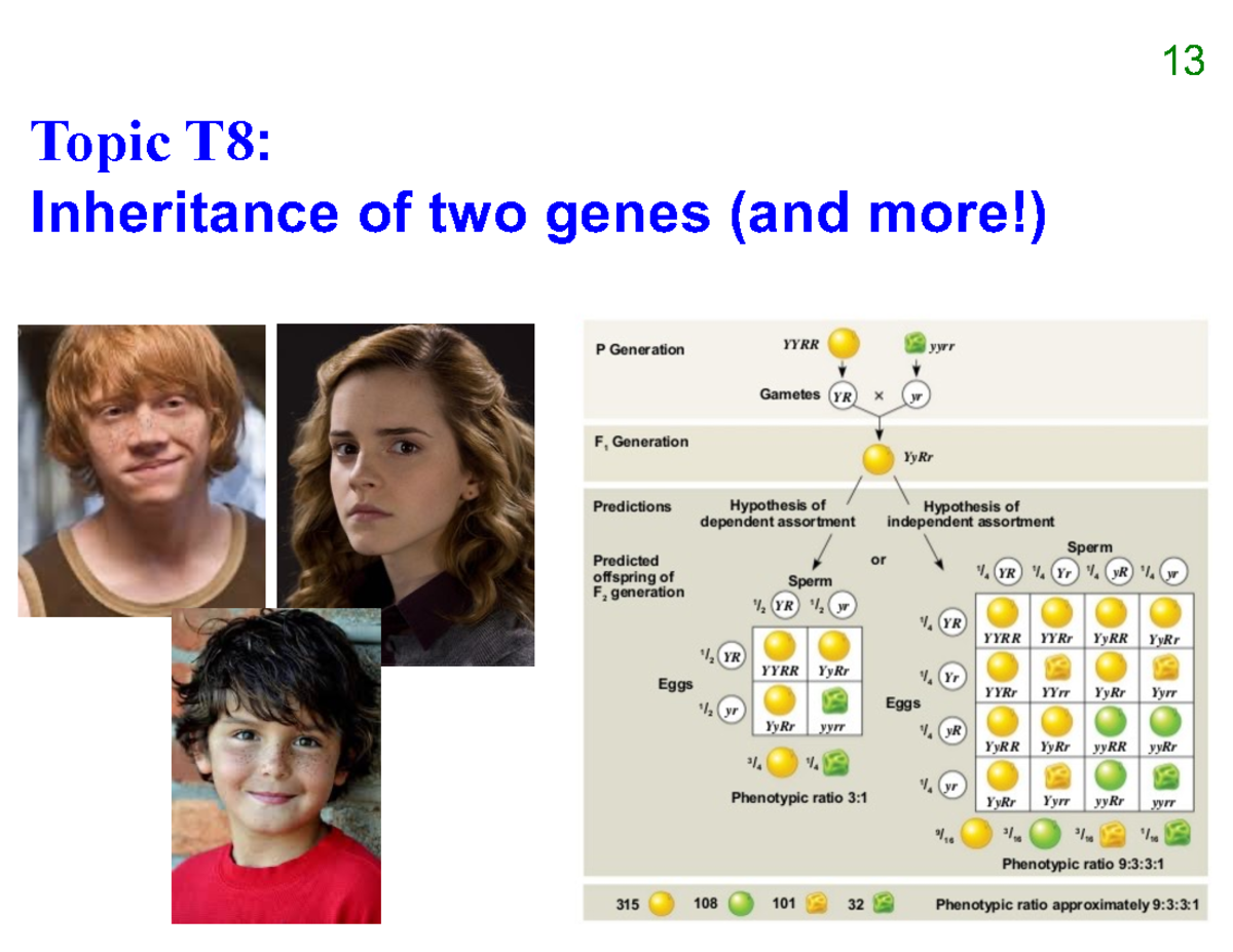 Lecture 8 - notes - Topic T8 : Inheritance of two genes (and more!) 13 ...