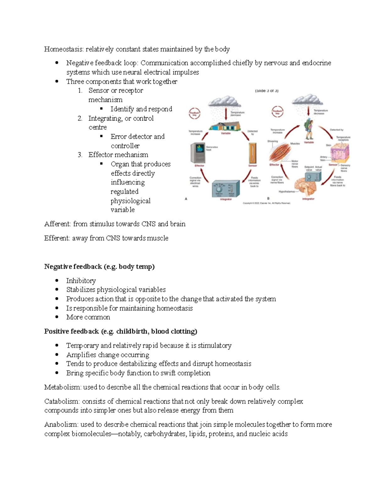 Quiz 1 - Summary Anatomy and Physiology for Nurses - Homeostasis ...