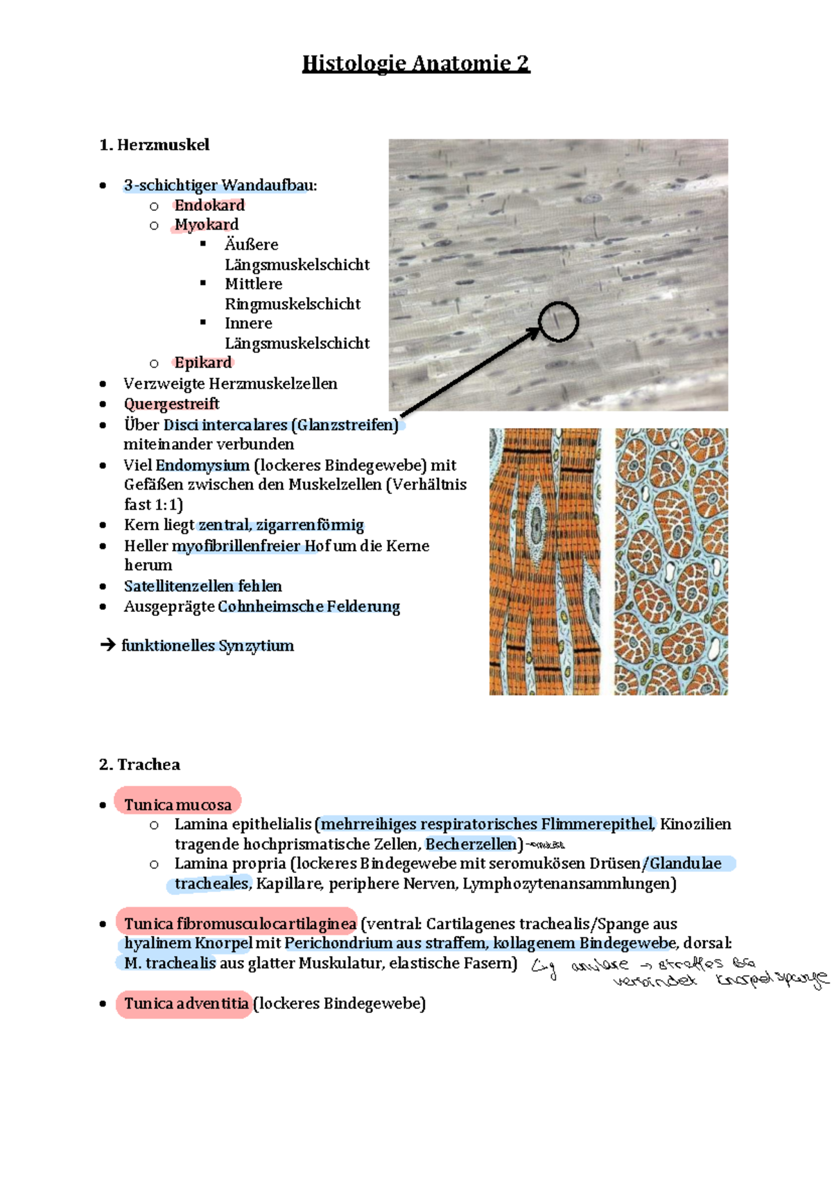 Histo 2 - Histologie Anatomie 2 1. Herzmuskel x 3-schichtiger ...