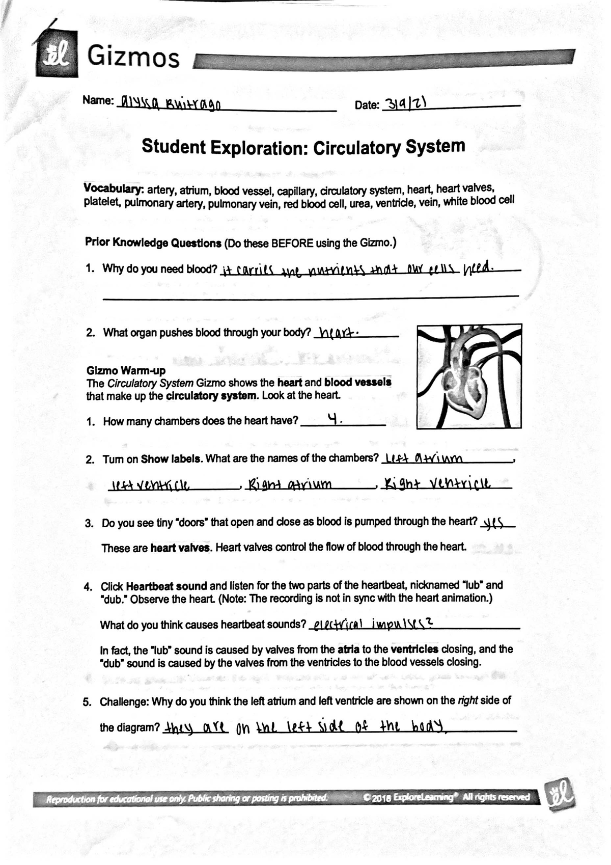 Circulatory System Gizmo - Gizmos Name: alyssa Buitrago Date: Student ...