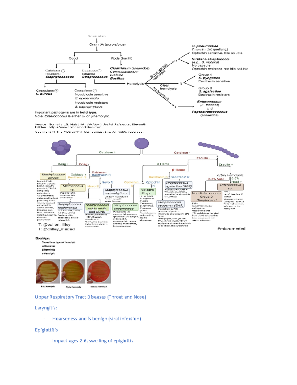 Micro exam 2 notes - Upper Respiratory Tract Diseases (Throat and Nose ...