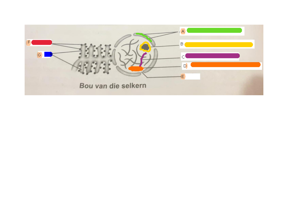 Tekeninge - Drawings for first trimester. - A F B G C D E Bou van die ...