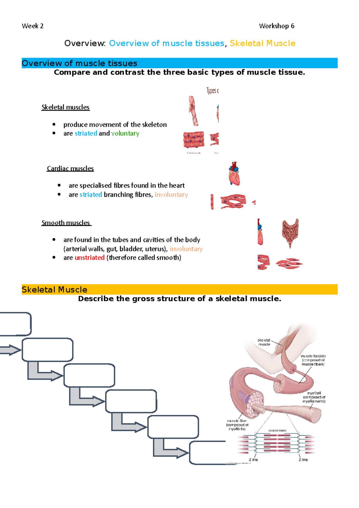 Workshop 6 notes - Overview: Overview of muscle tissues, Skeletal ...