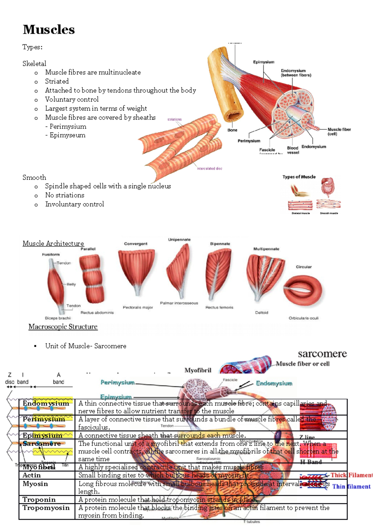 Muscles - Epimysium A connective tissue sheath that surrounds each ...