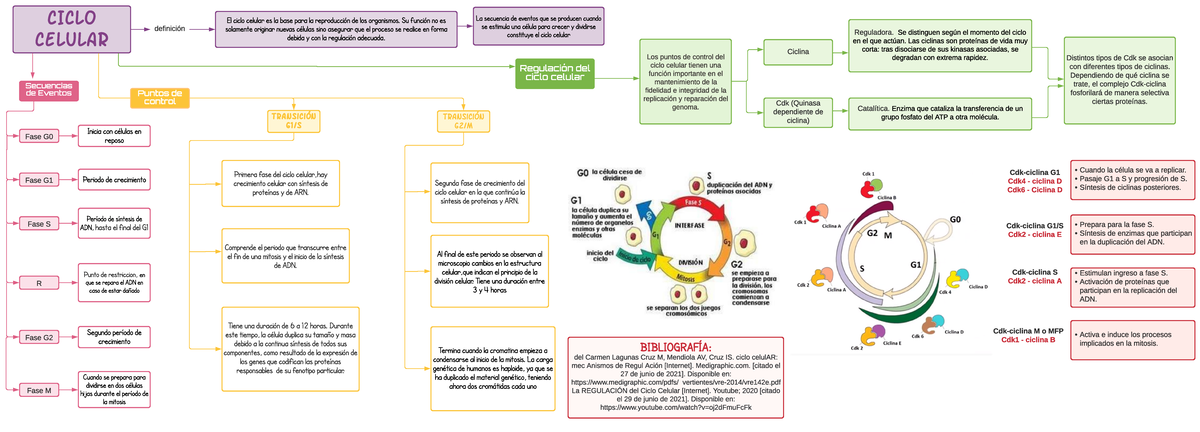 Gráfico De Puntos De Control Del Ciclo Celular
