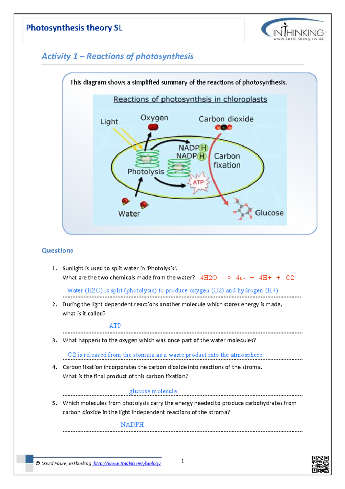 In Thinking - Reactions of Photosynthesis worksheet - Photosynthesis ...