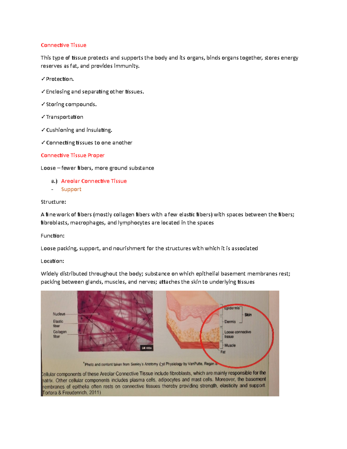 Connective Tissue - NOTES - Connective Tissue This type of tissue ...