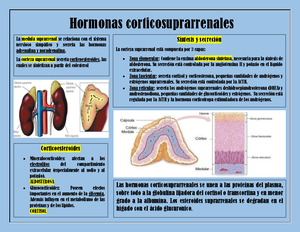 Neurohormonas hipotalámicas. Acciones biológicas y aplicaciones ...