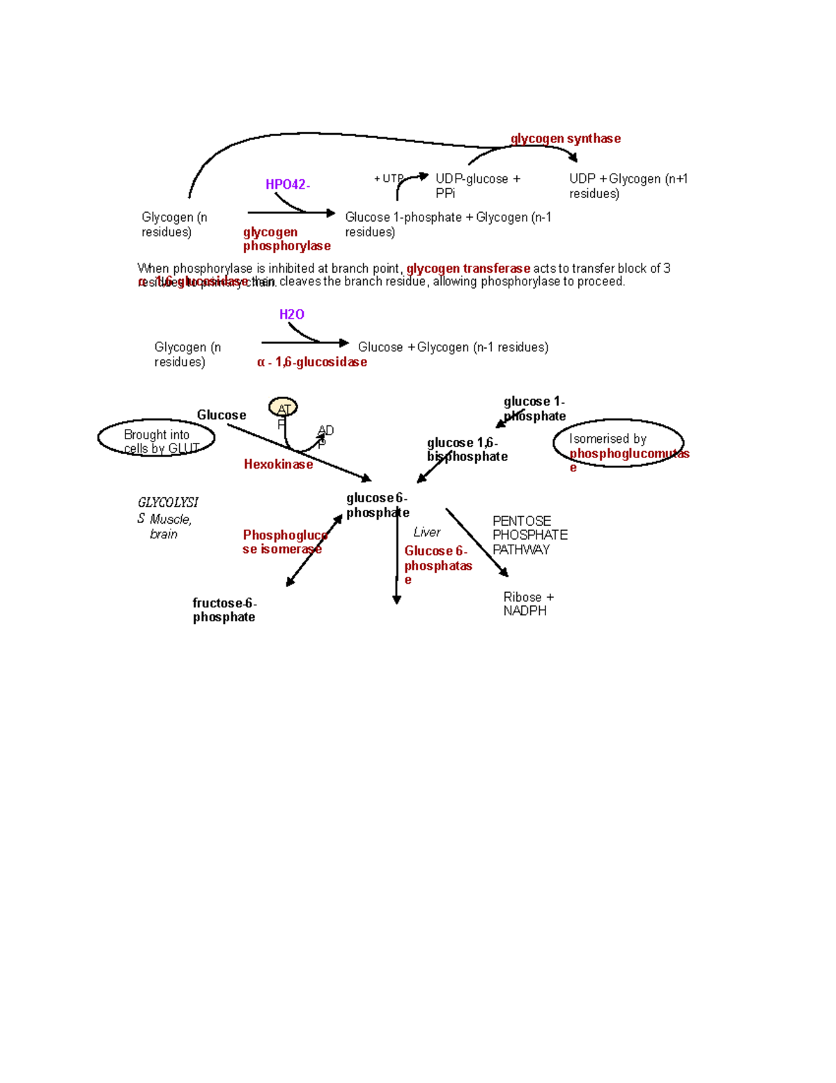 Metabolism of glucose - glycogen synthase UTP HPO42Glycogen (n residues ...