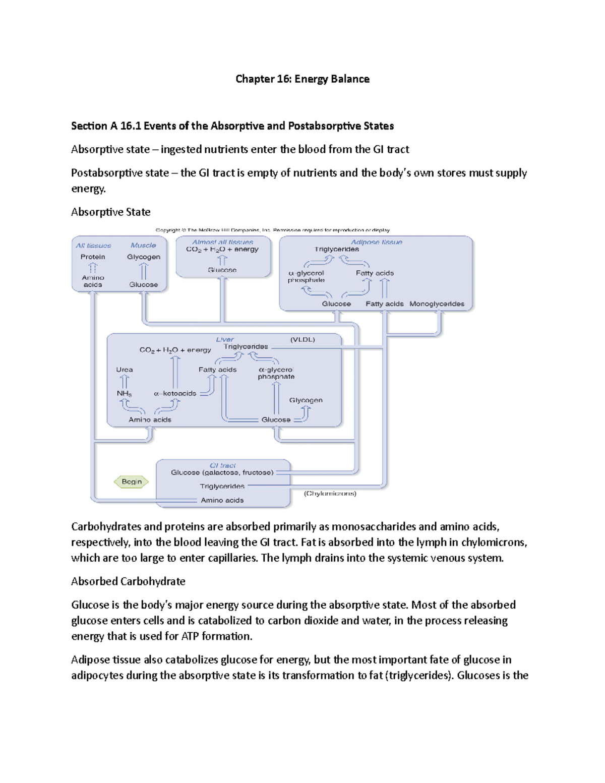 Chapter 16 Energy Balance Study Guide - Chapter 16: Energy Balance ...