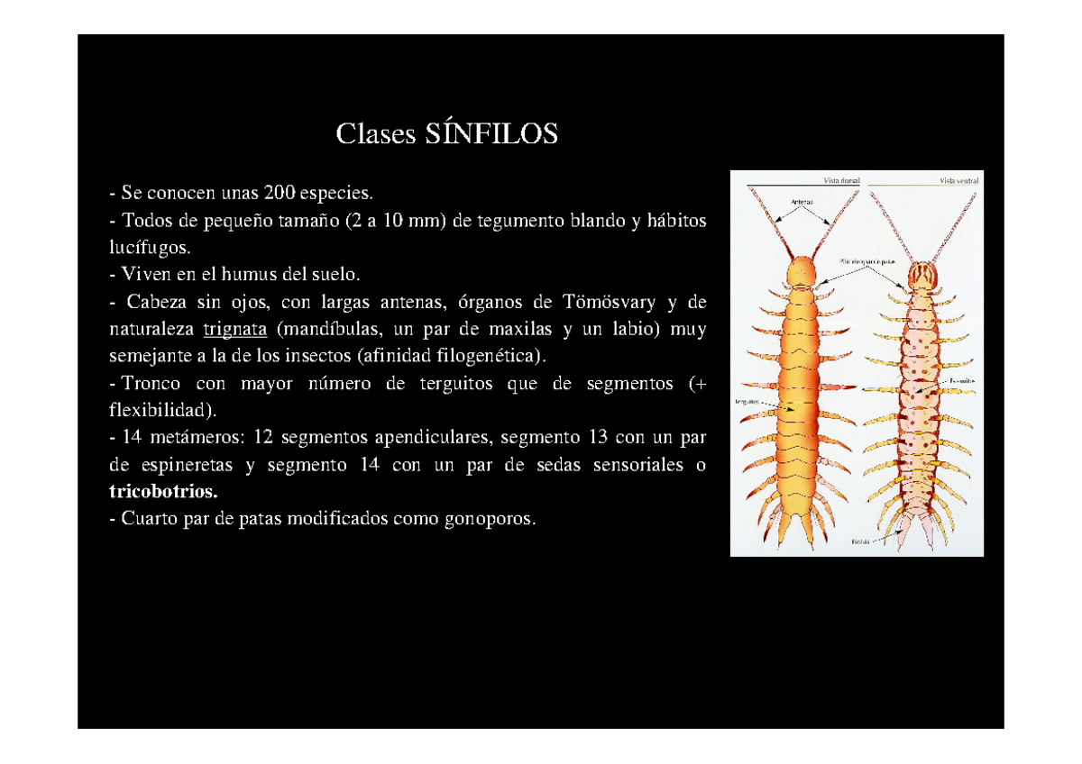 Tema 3. Sínfilos y Paurópodos Presentaciones (21-22) - Clases SÍNFILOS ...