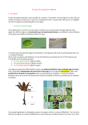 Chap 3 La souris - Cours de biologie animale - La sourie I-Généralités 1-Systématique La souris ...