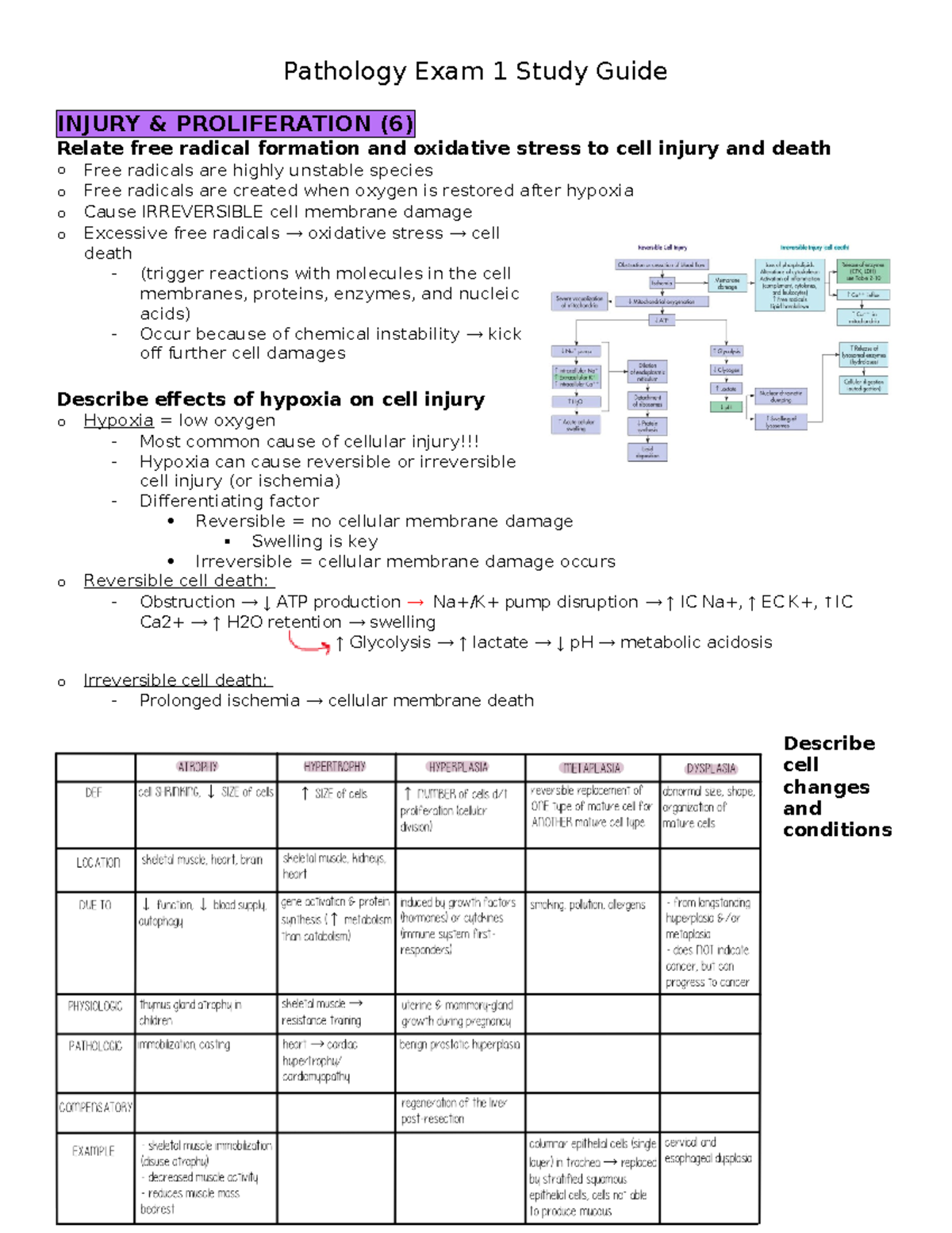 Study guide 1 - exam 1 - Pathology Exam 1 Study Guide INJURY ...
