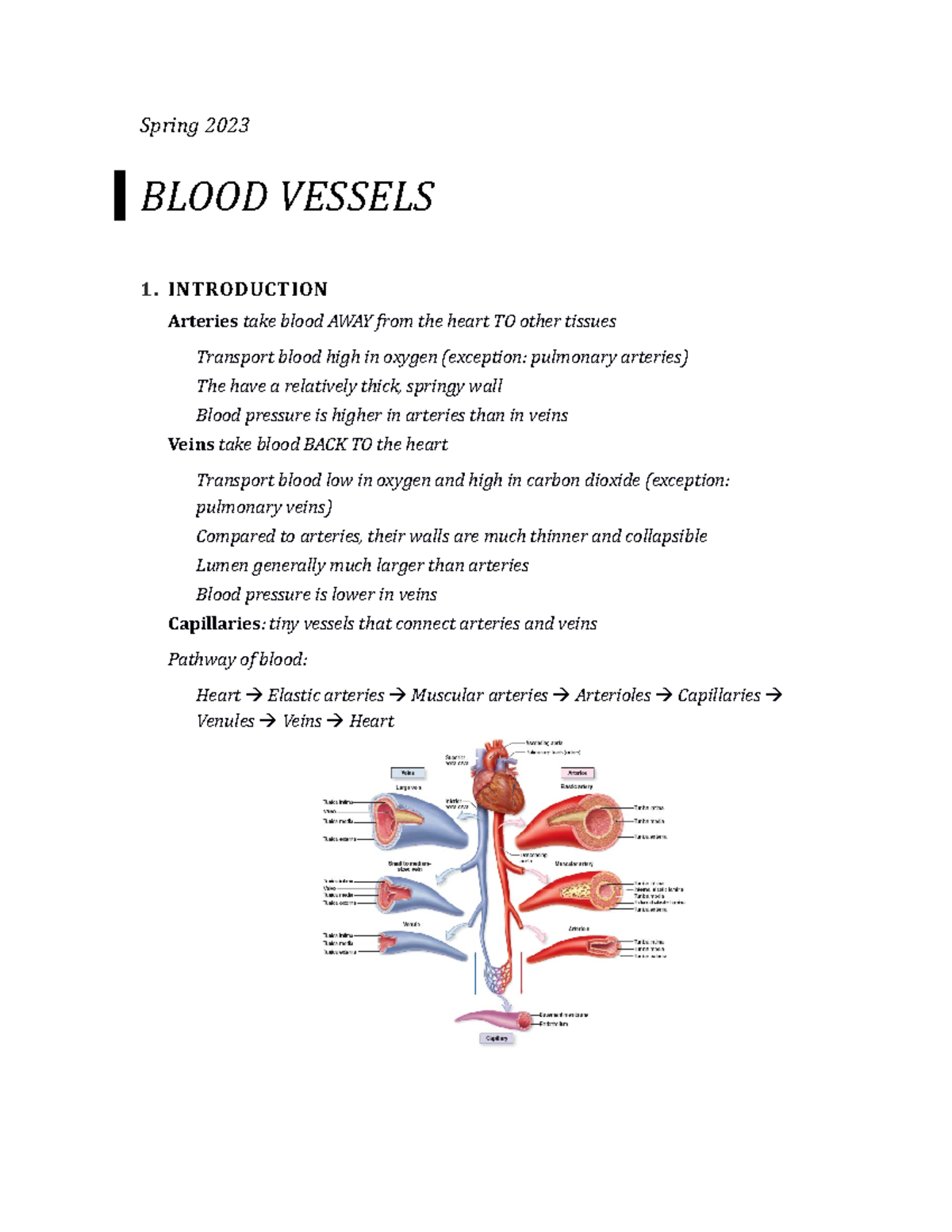Blood Vessels student S2023 - Spring 2023 BLOOD VESSELS 1. INTRODUCTION ...