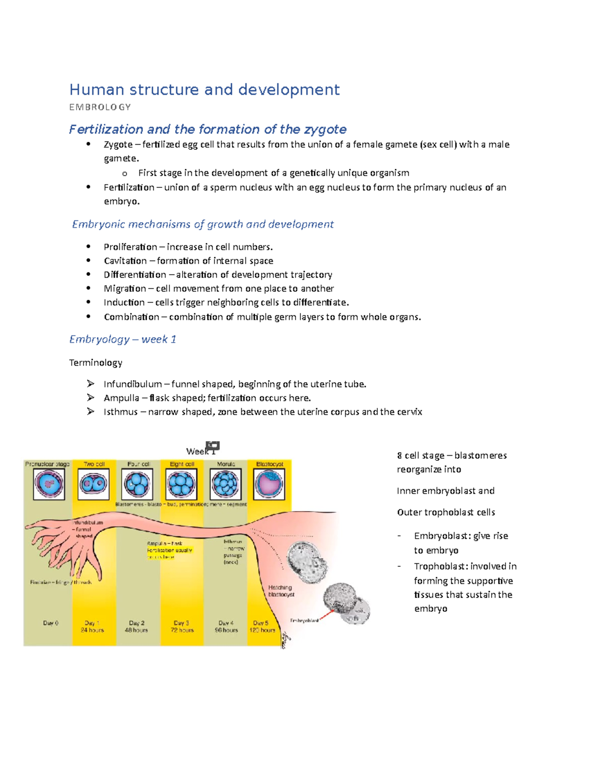 Embryo - week 1 - qweerty - Human structure and development EMBROLOGY ...