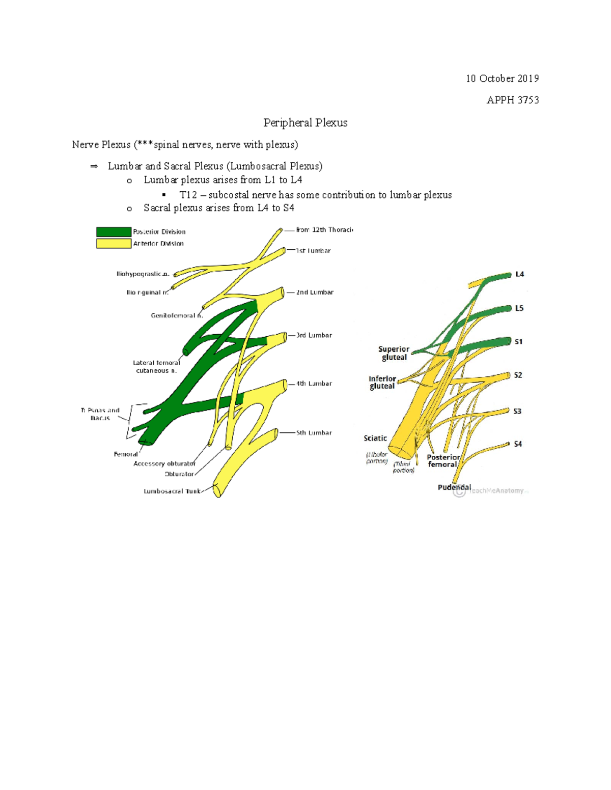 10 October - Peripheral Plexus and Cranial Nerves - 10 October 2019 ...