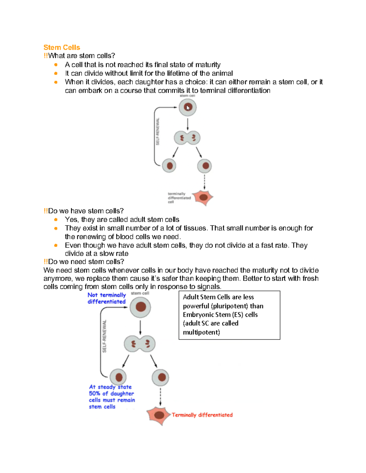 Stem Cells - bio notes - Stem Cells !!What are stem cells? - A cell ...