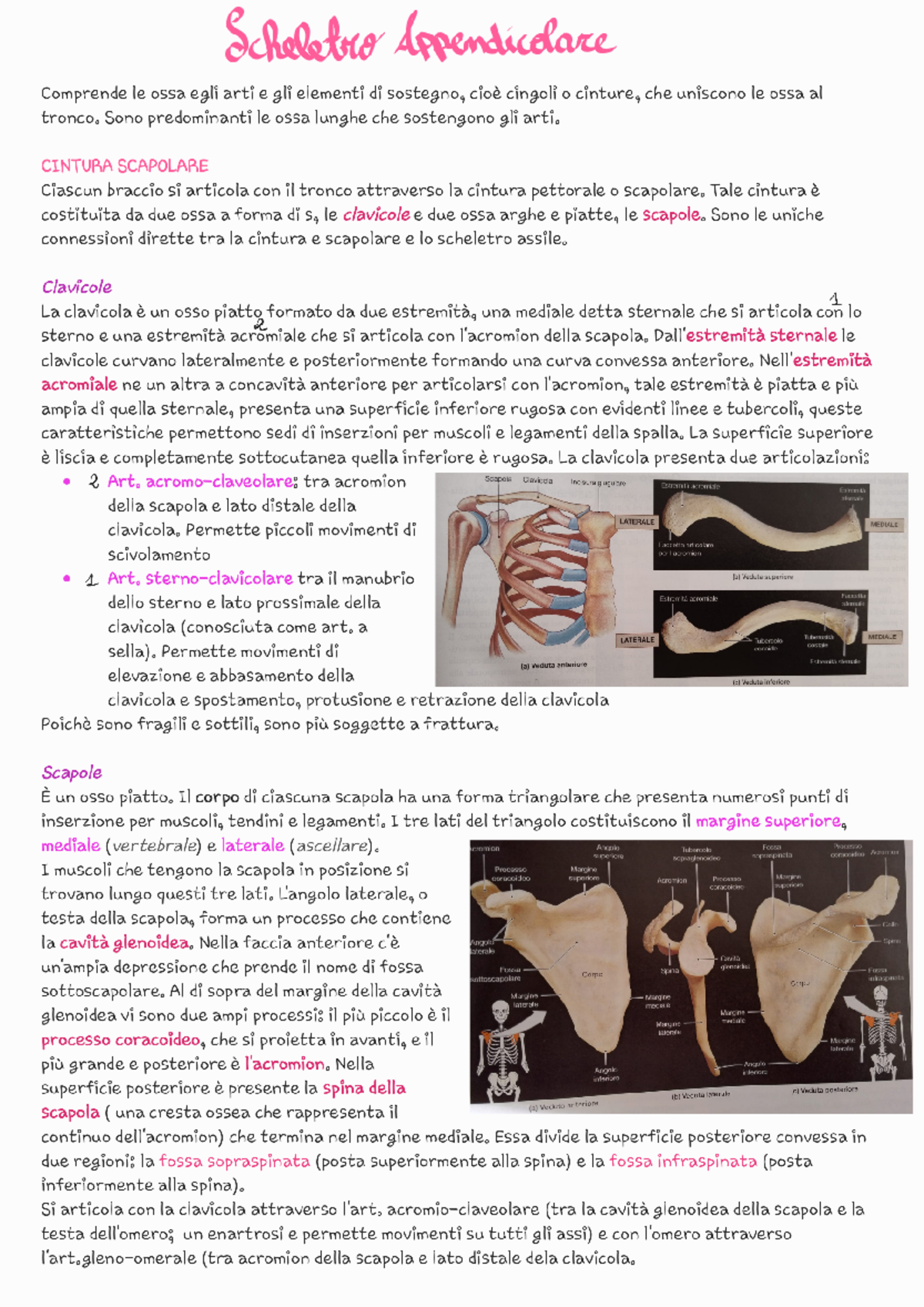 Scheletro appendicolare - Sono predominanti le ossa lunghe che ...