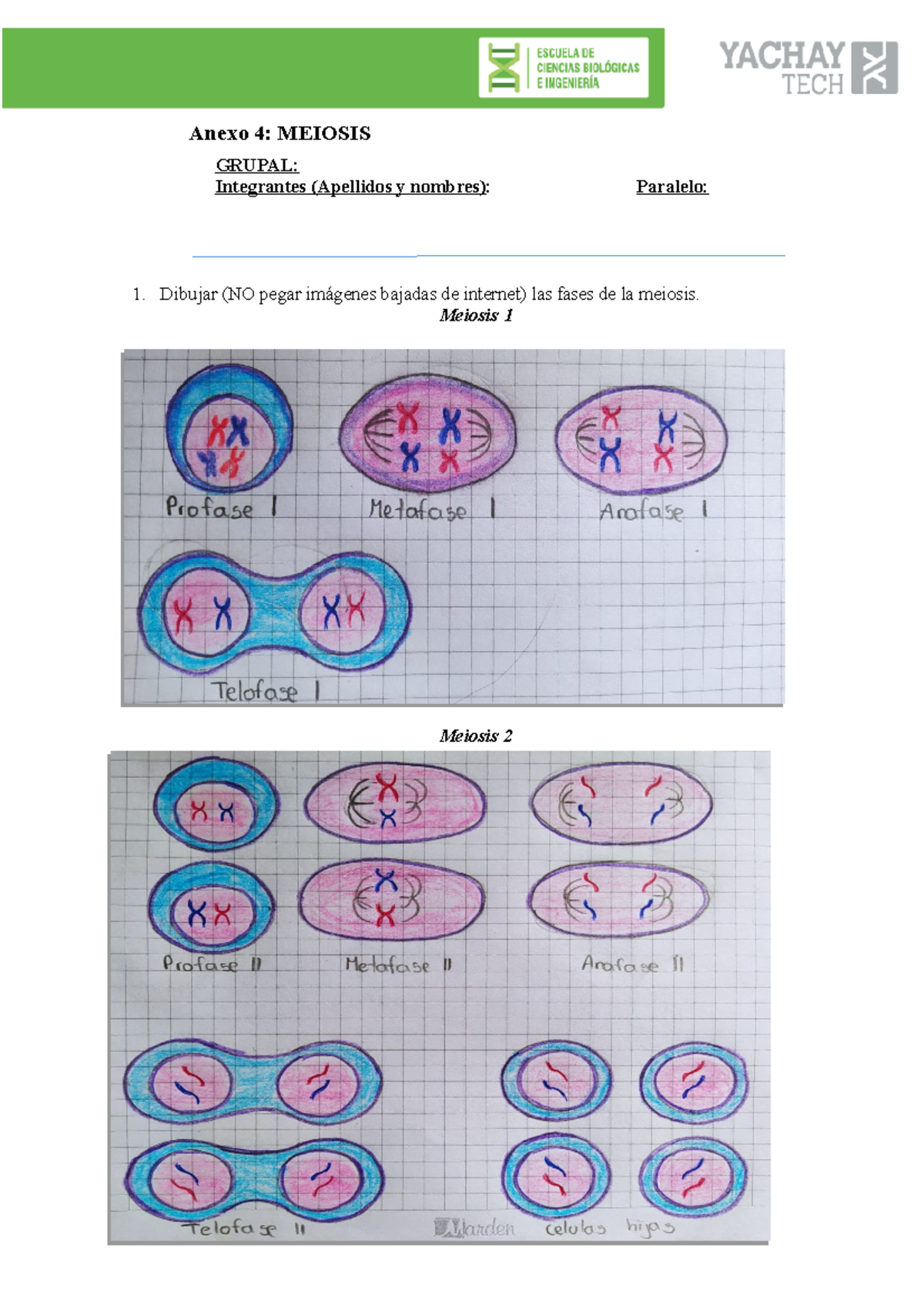 Anexo 4 Meiosis virtual SEP 2021 - Anexo 4: MEIOSIS GRUPAL: Integrantes ...