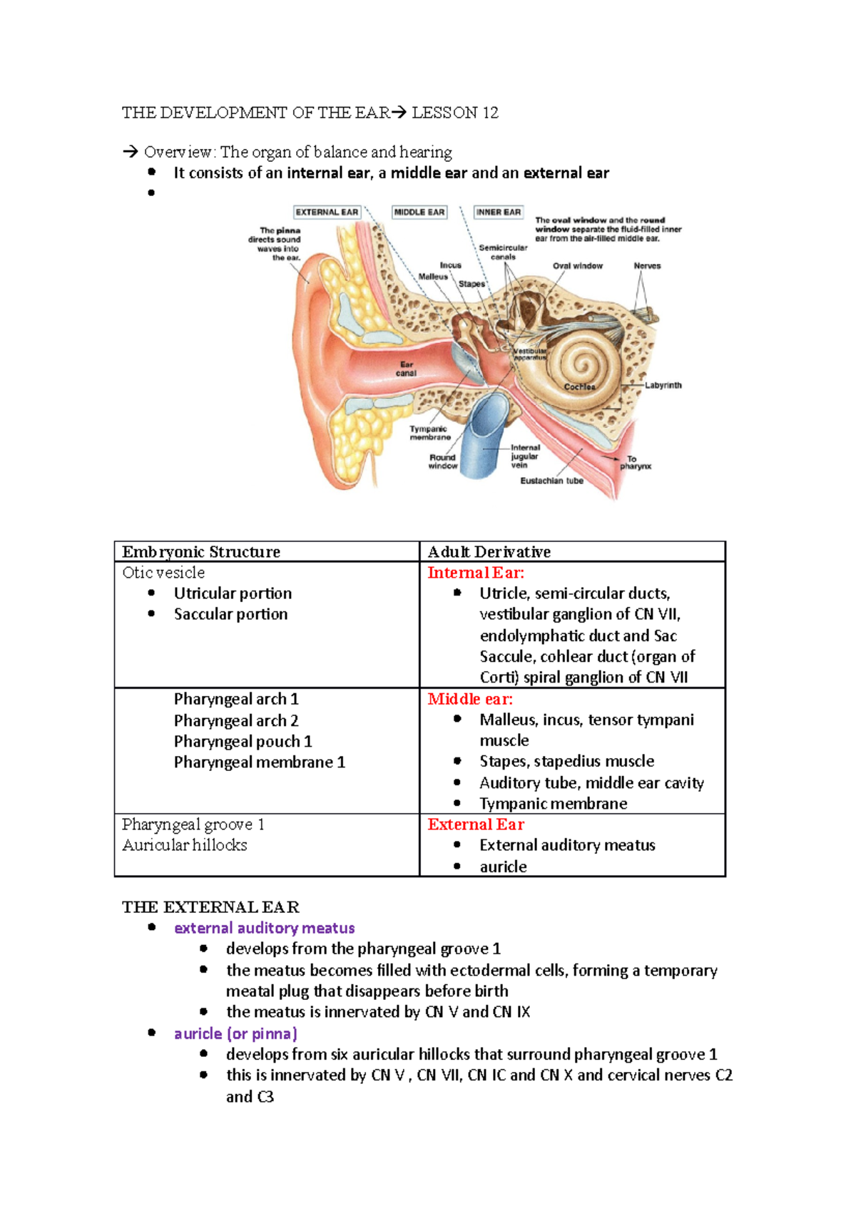 The development of the ear - THE DEVELOPMENT OF THE EAR LESSON 12 ...